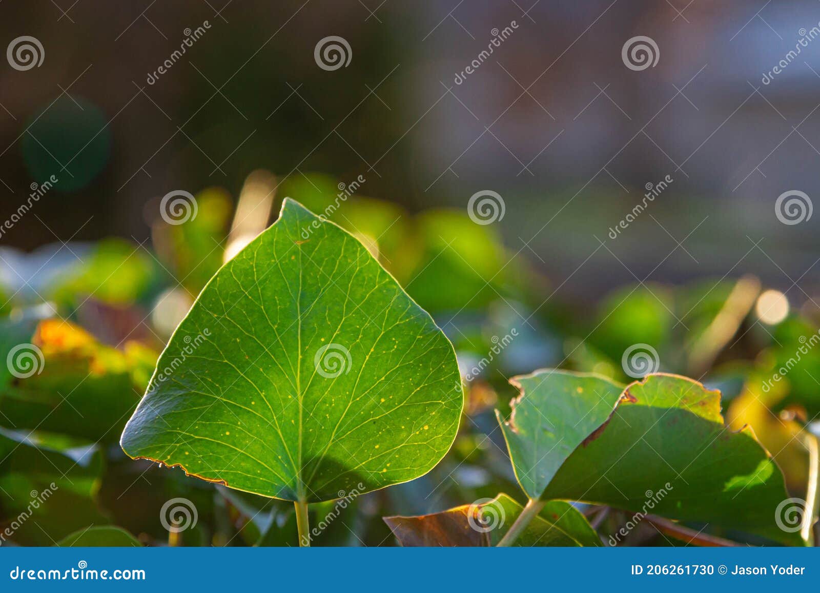 A Green Leaf Standing Upright Above Other Leaves Stock Photo - Image of ...