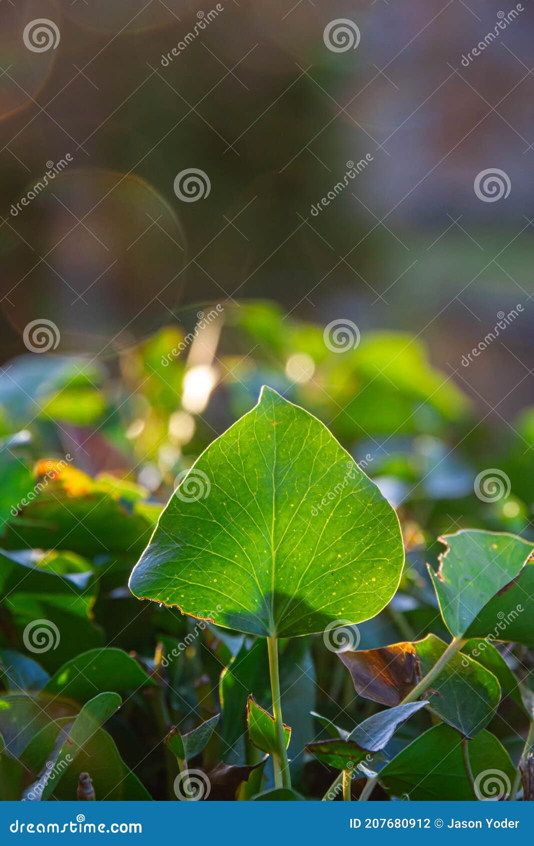 A Green Leaf Standing Upright Above Other Leaves Stock Photo - Image of ...