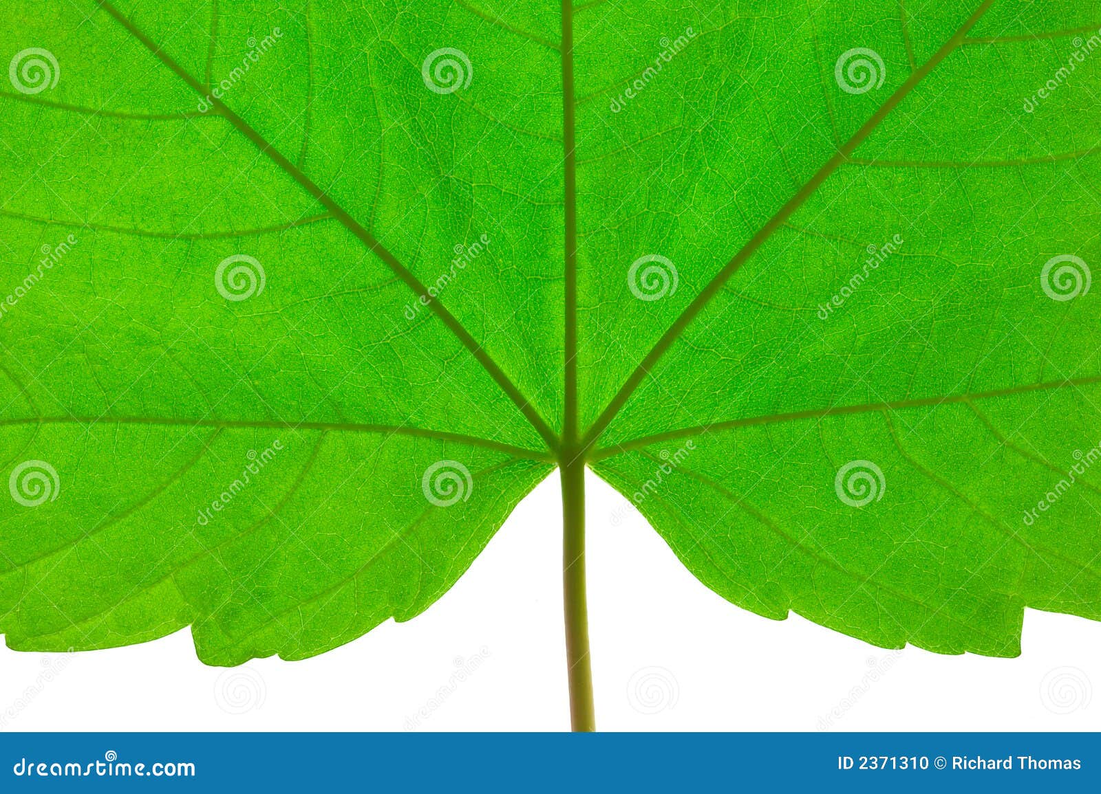 Green leaf stem stock photo. Image of leaf, green, nature - 2371310