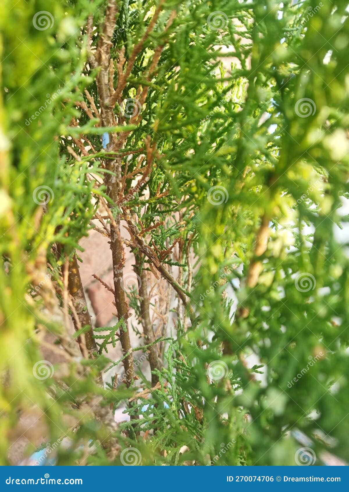 Green leaf with stem stock photo. Image of wildlife - 270074706