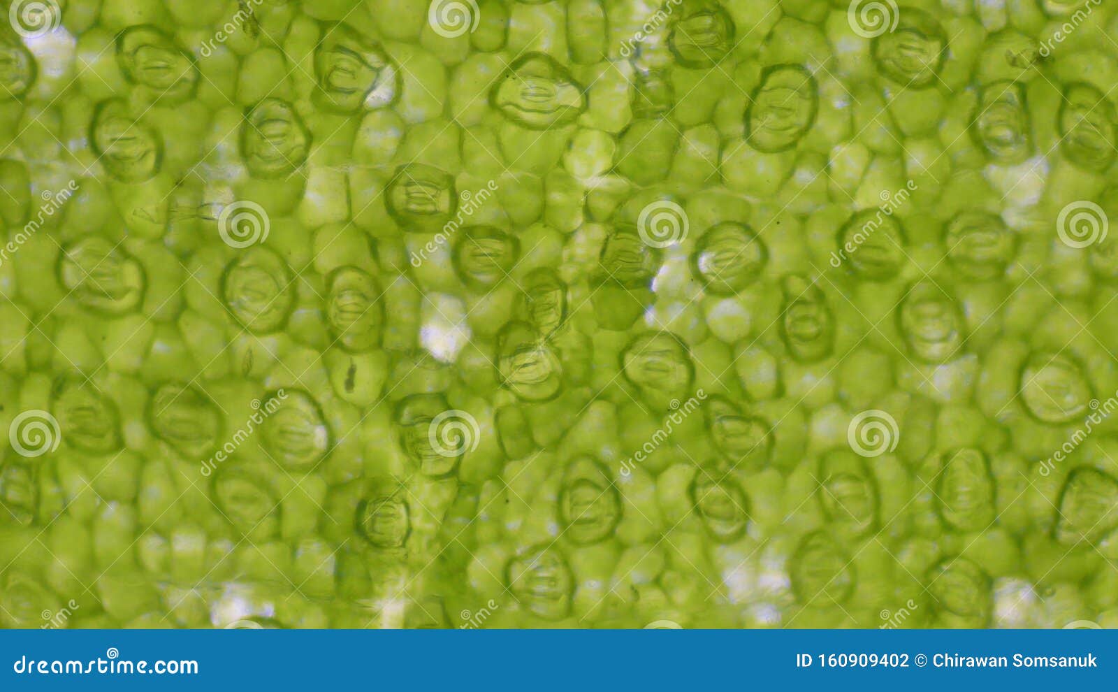 Ulva Microscope Slide