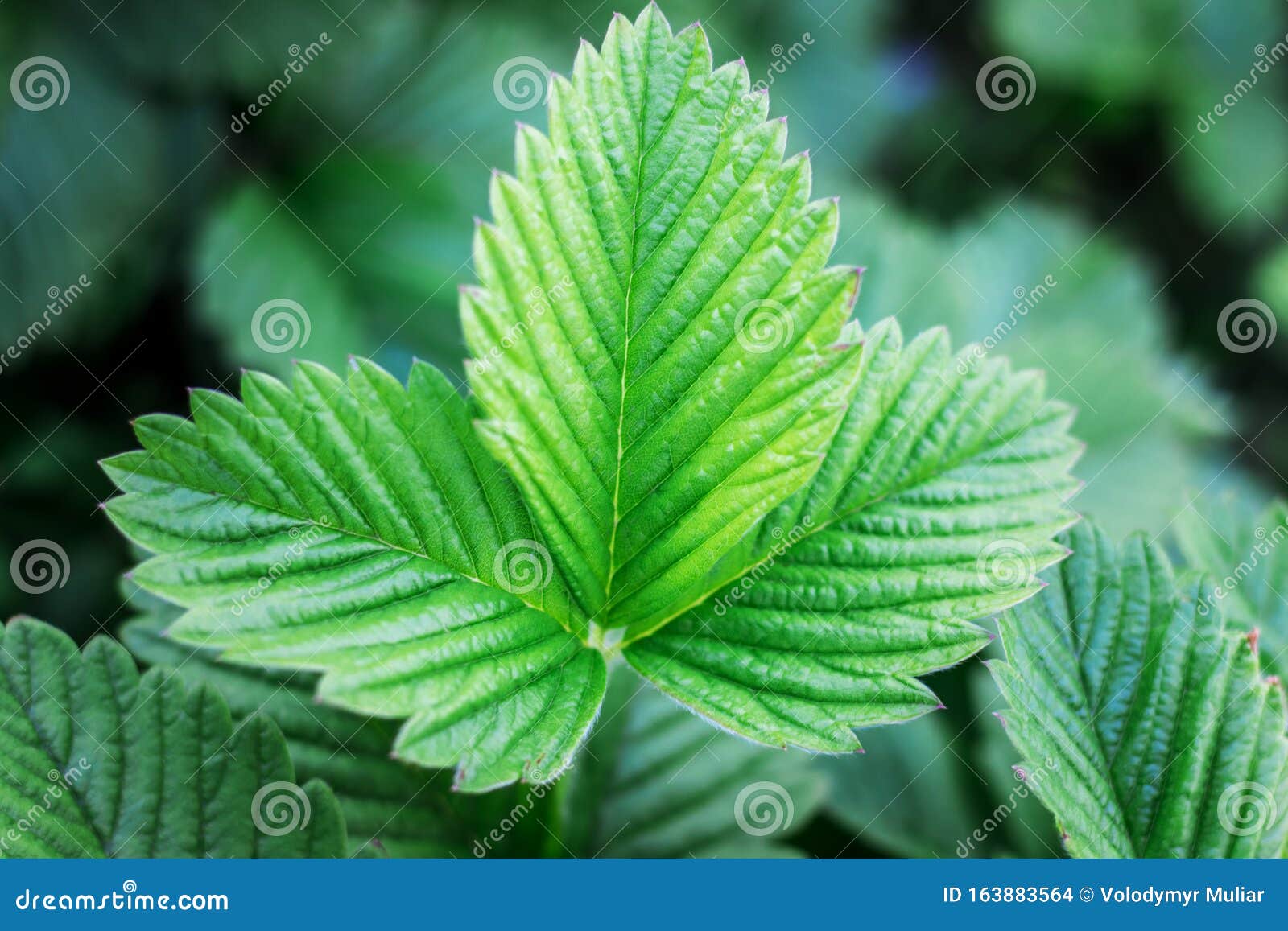 Green Leaf of Strawberries Closeup. Growing Strawberries_ Stock Photo ...