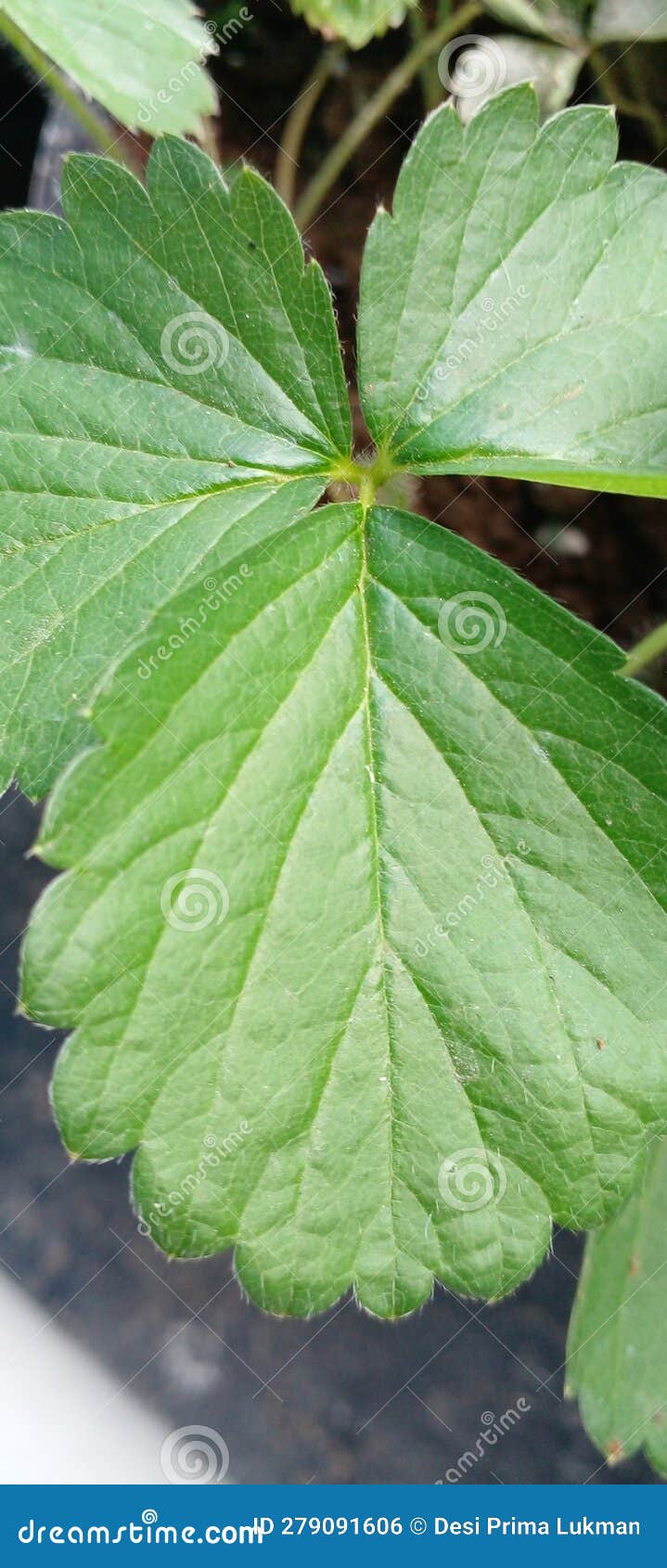 Green Leaf Strawberry Plant Stock Photo - Image of leaf, strawberry ...