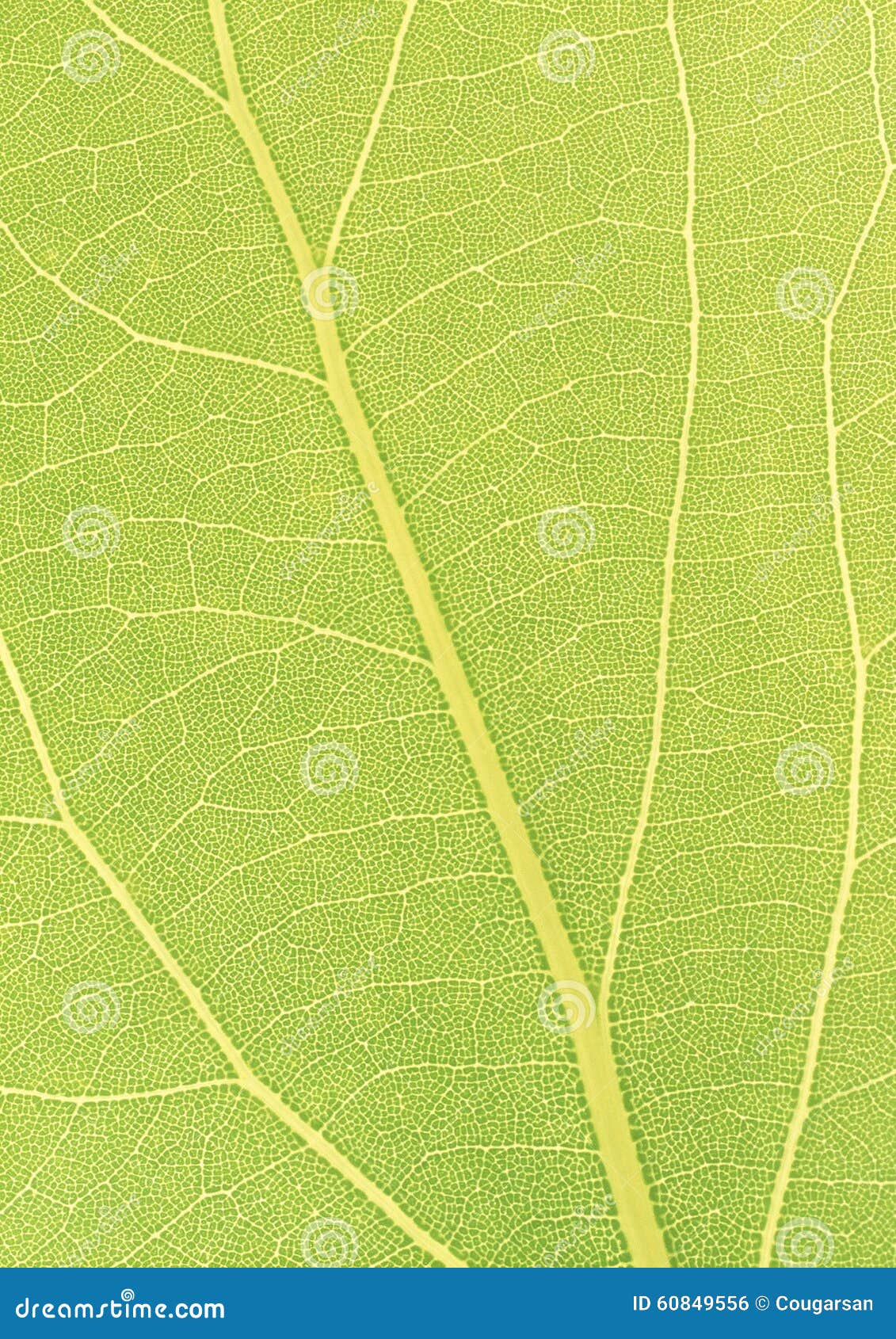 Green Leaf with Strips Closeup Stock Photo - Image of leaves ...