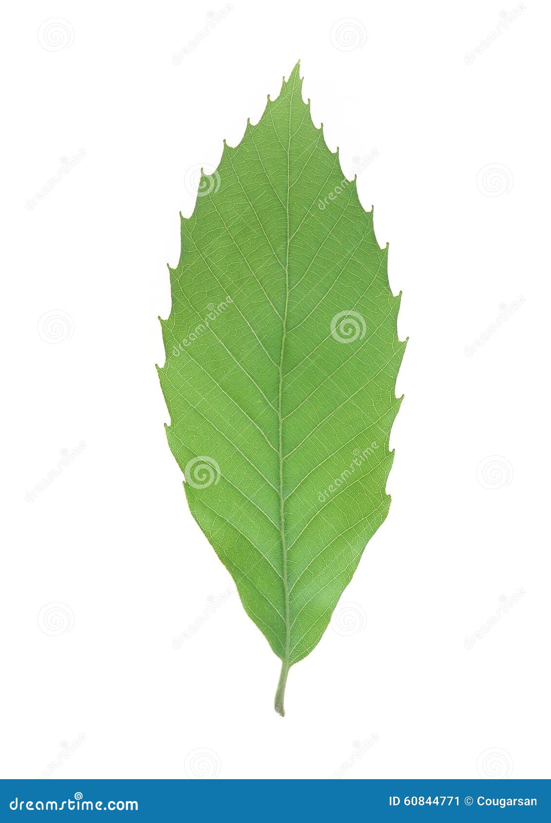 Green Leaf with Strips Closeup Stock Image - Image of pattern, streak ...