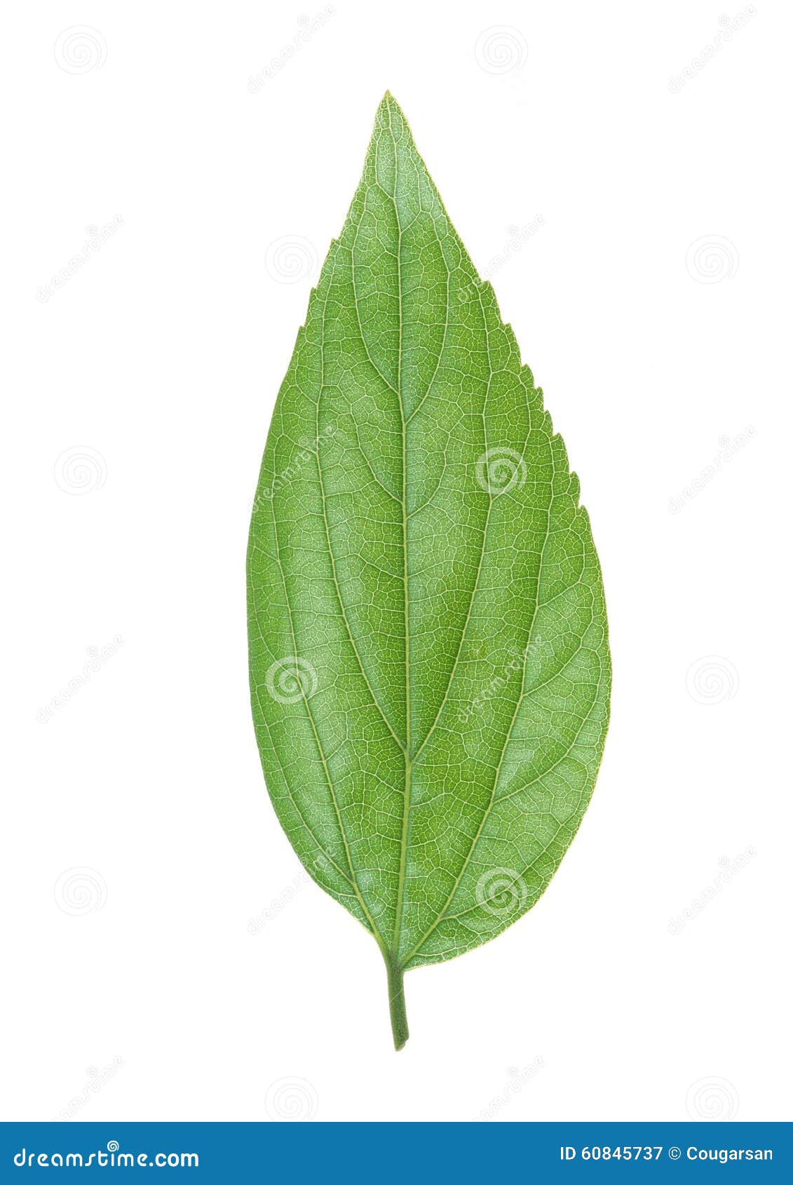 Green Leaf with Strips Closeup Stock Image - Image of summer, streak ...