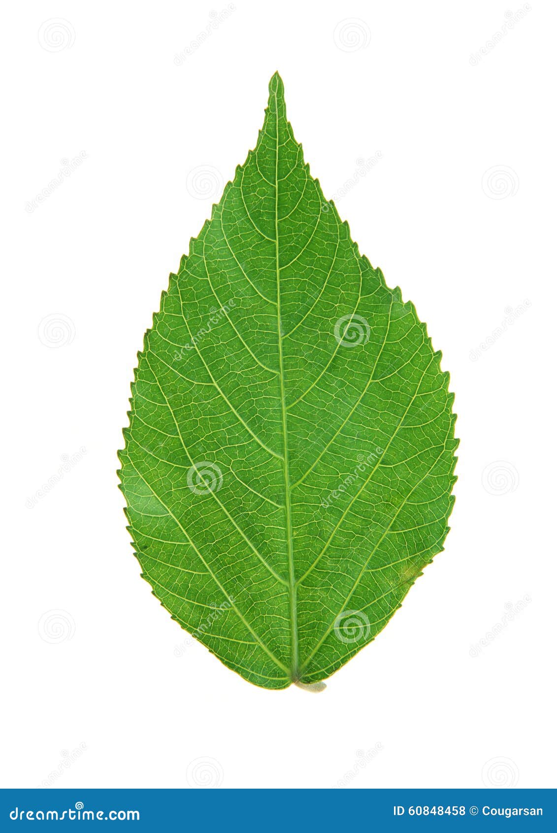 Green Leaf with Strips Closeup Stock Photo - Image of leaf, macro: 60848458