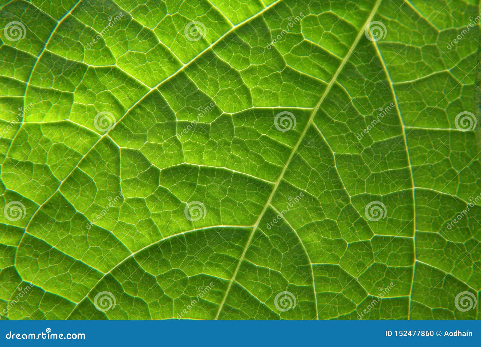 Green Leaf Structure of the Broad Bean Plant Stock Photo - Image of ...