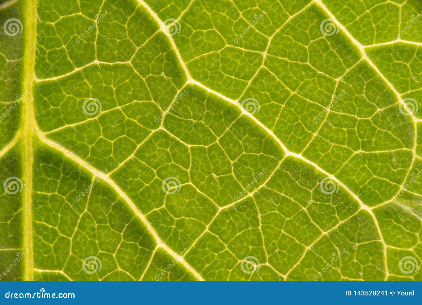 Green Leaf Structure Vein Lamina Macro Closeup Stock Image - Image of ...