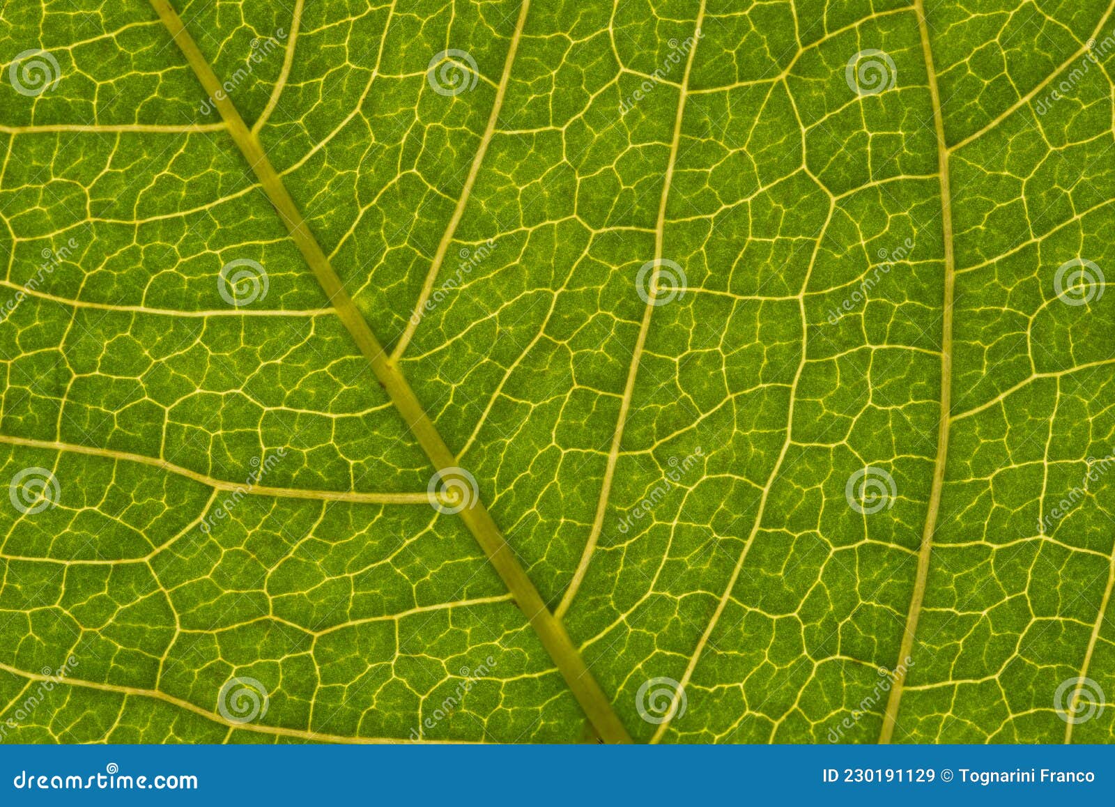 Green leaf structure stock image. Image of foliage, detail - 230191129