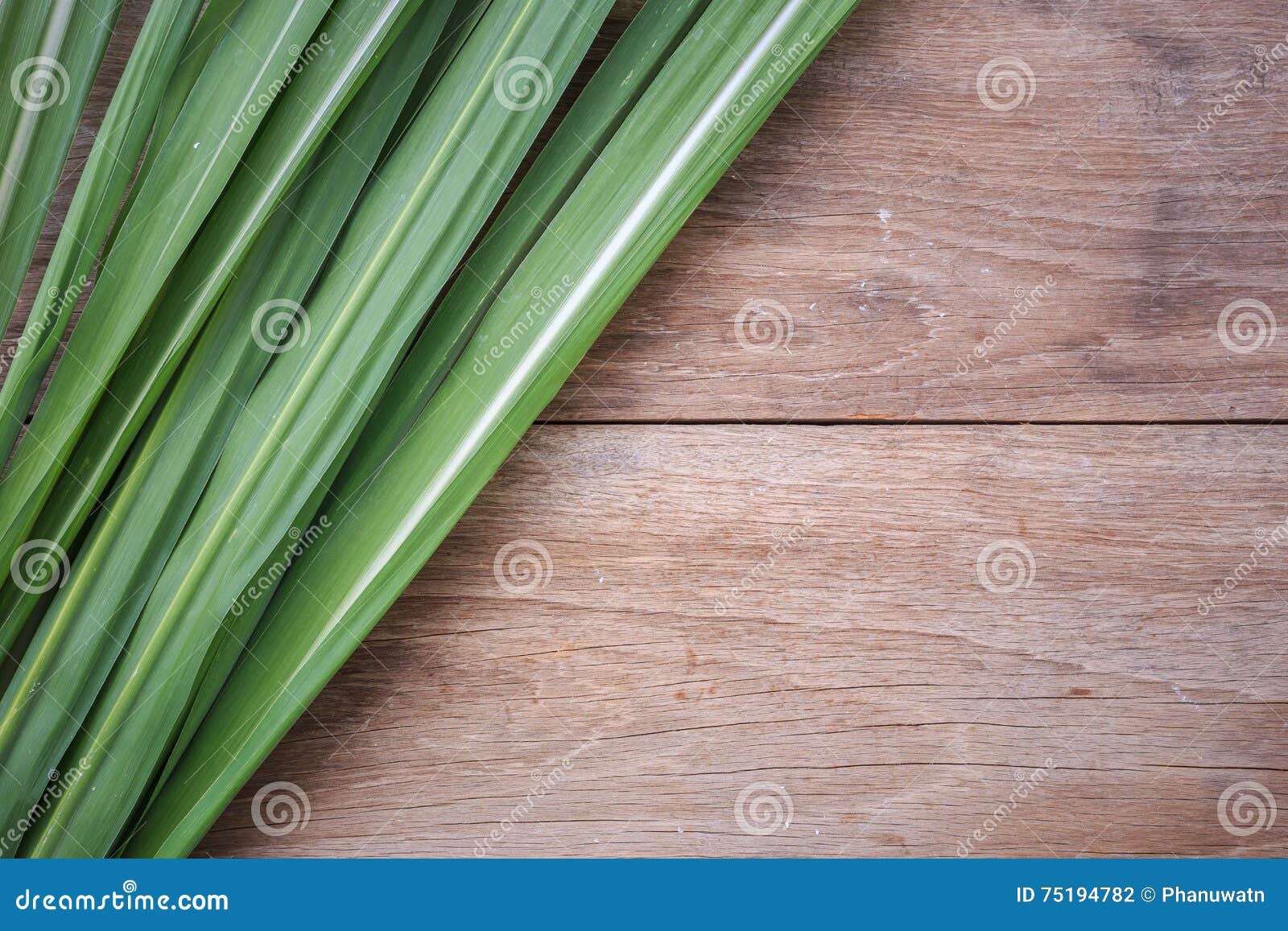 Green Leaf of Sugar Tree on Wooden Background Stock Photo - Image of ...