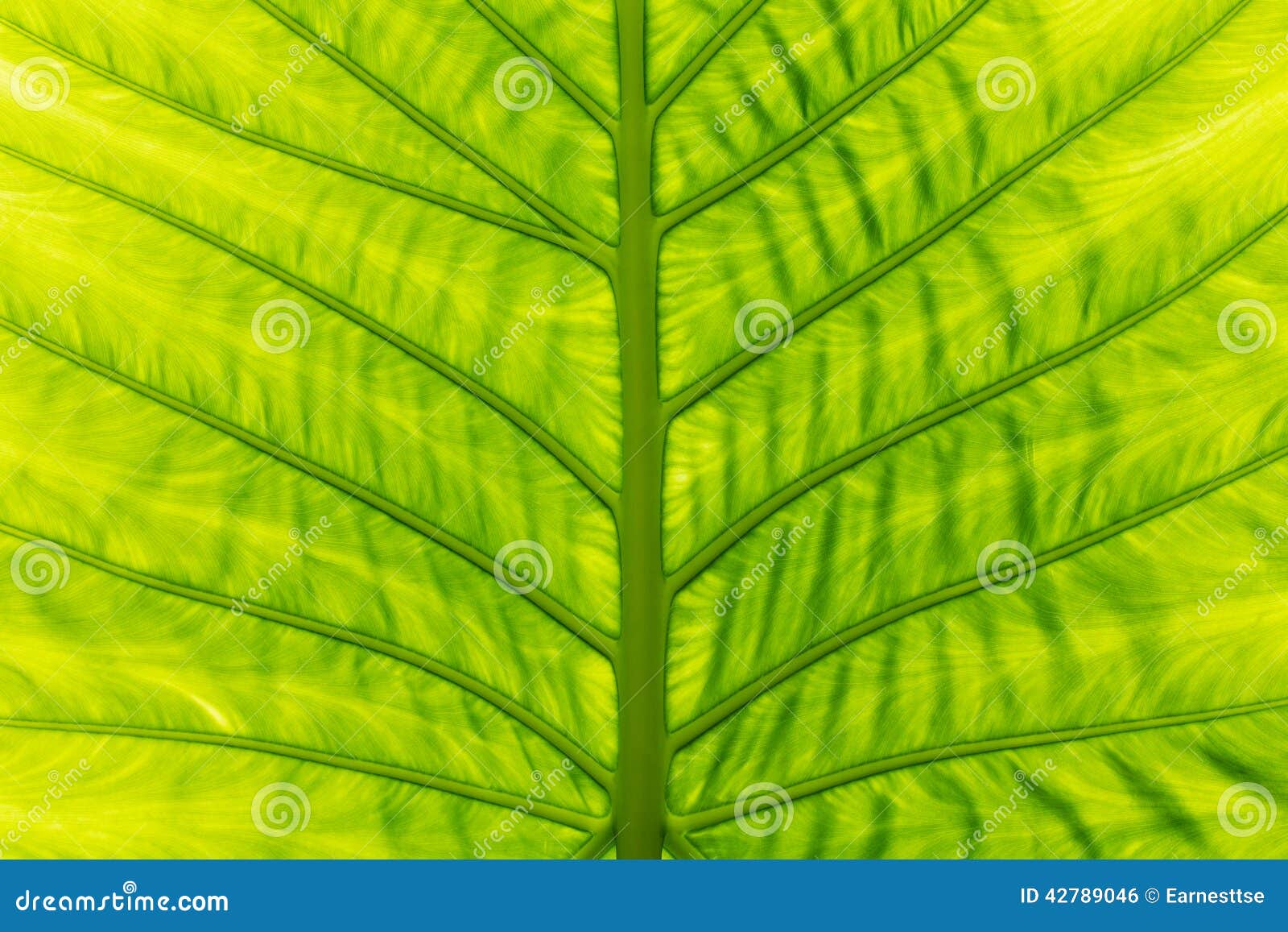 Green leaf in summer stock photo. Image of leaf, reforestation - 42789046