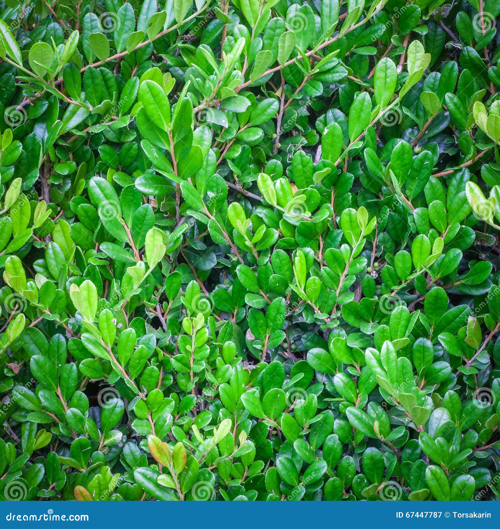 Green Leaf in Summer Season Stock Image - Image of freshness, beautiful ...