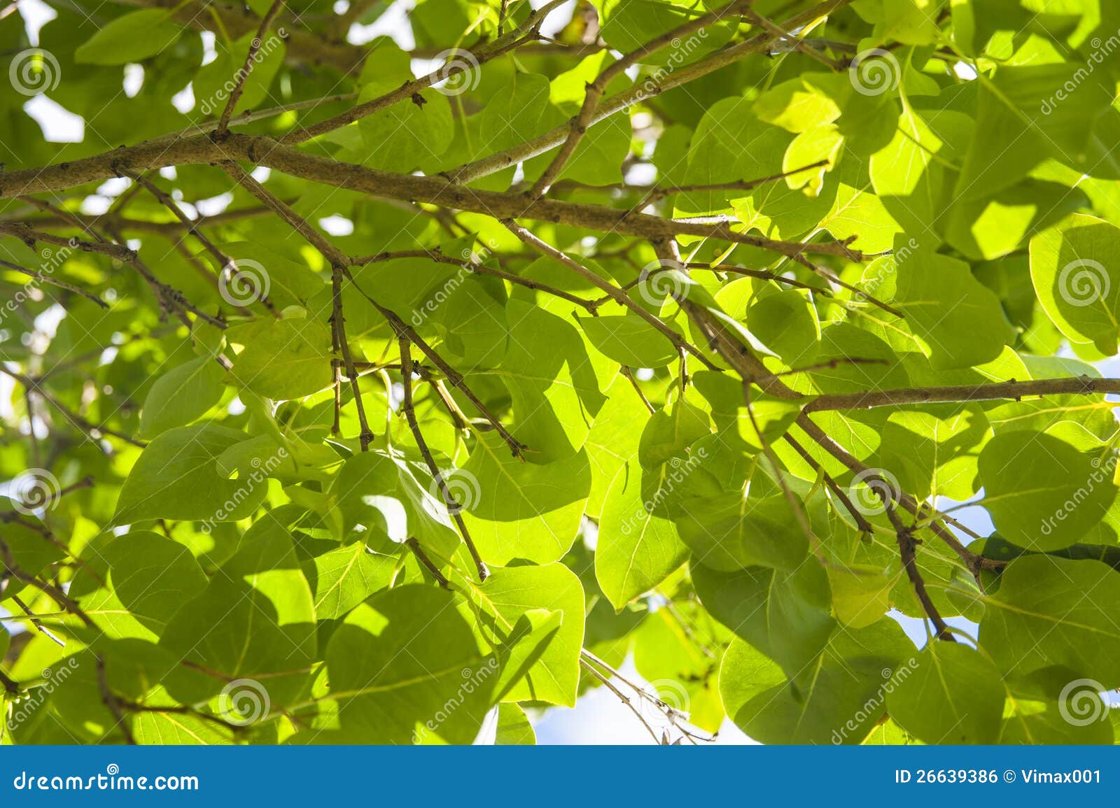 Green leaf and sun stock photo. Image of forest, grove - 26639386