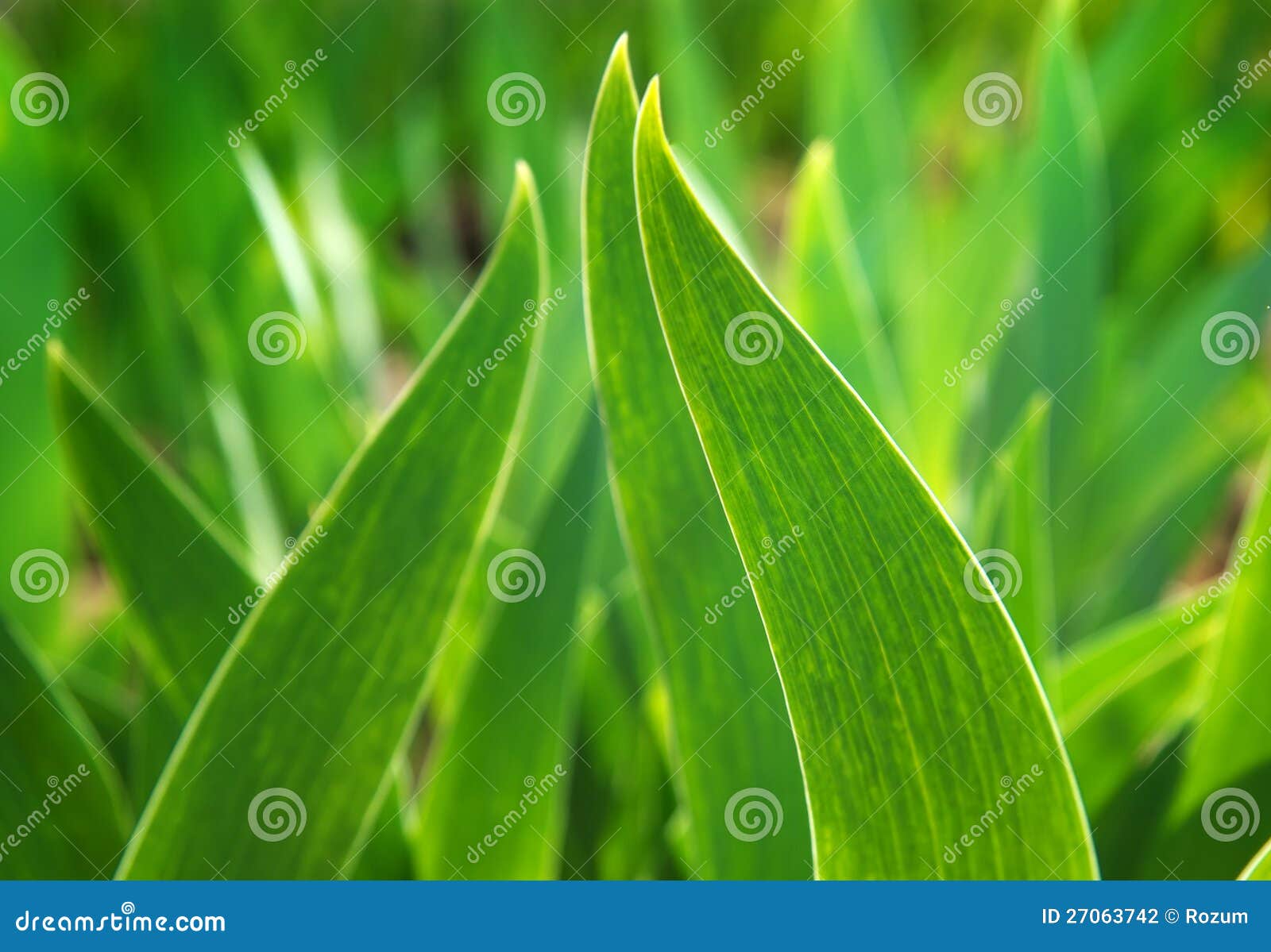 Green leaf in sunlight stock photo. Image of water, botany - 27063742