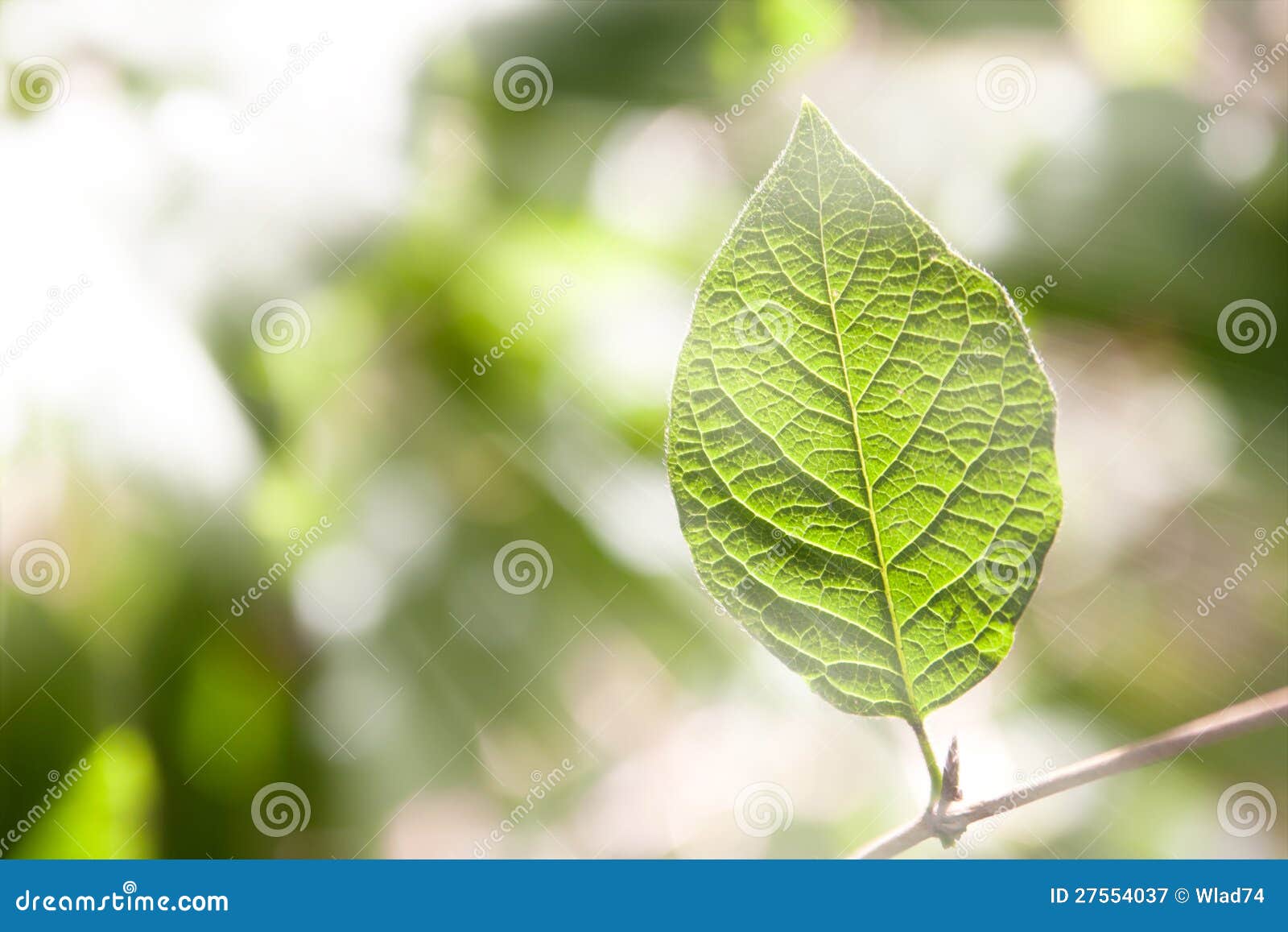 Green leaf in sunlight . stock image. Image of botanic - 27554037