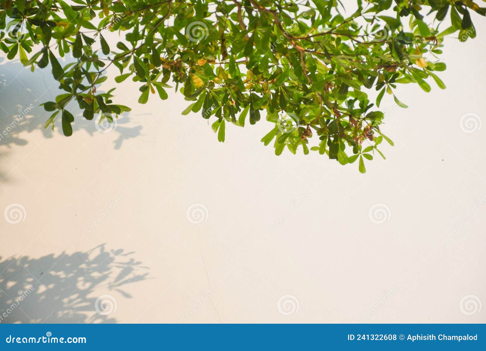 Green Leaf and Sunlight Background for Design Stock Photo - Image of ...