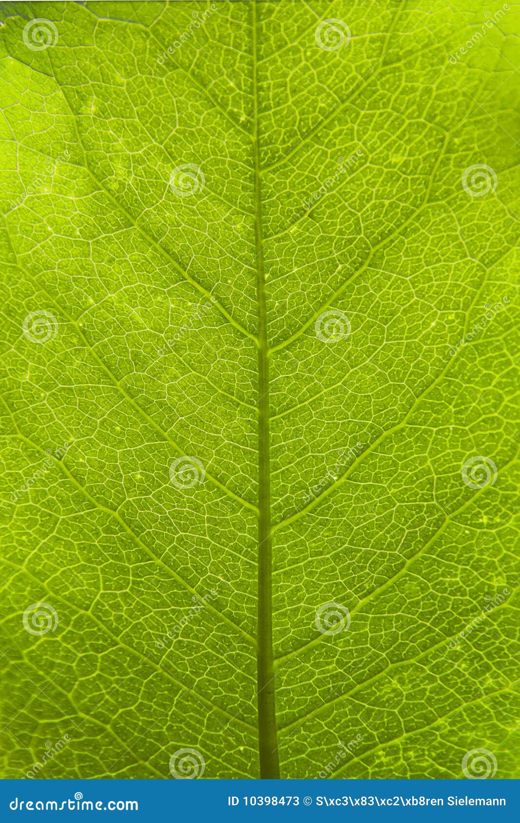 Green leaf surface stock image. Image of vibrant, frame - 10398473