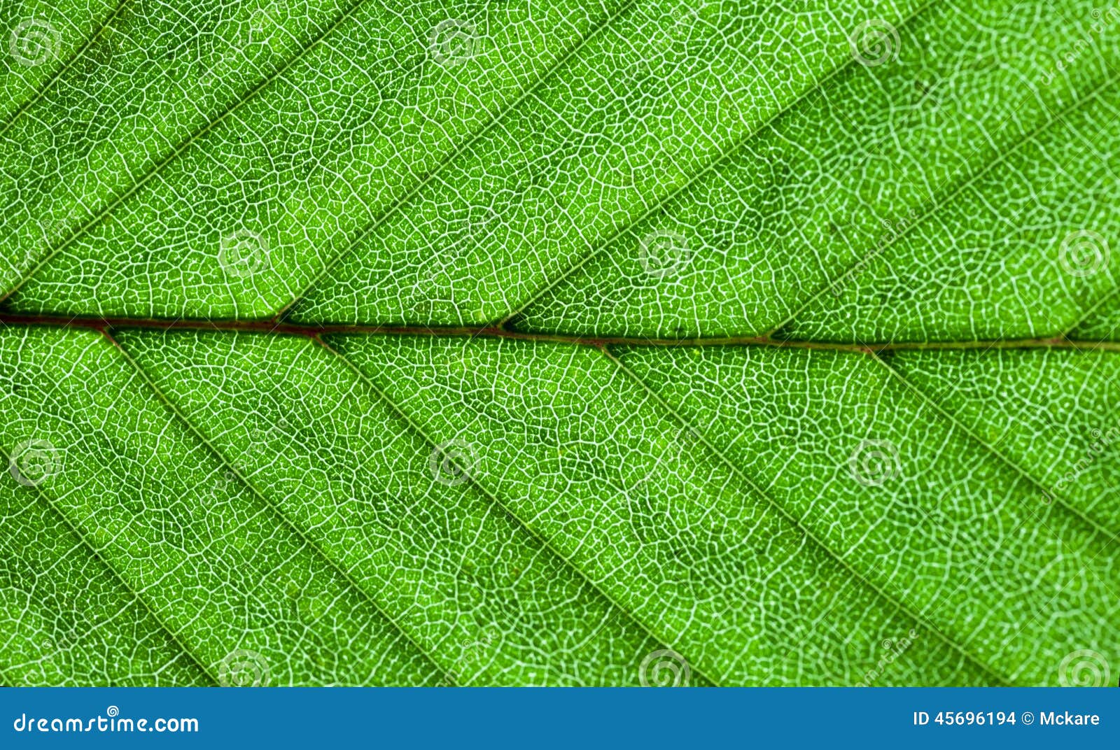 Green Leaf Surface stock photo. Image of backgrounds - 45696194