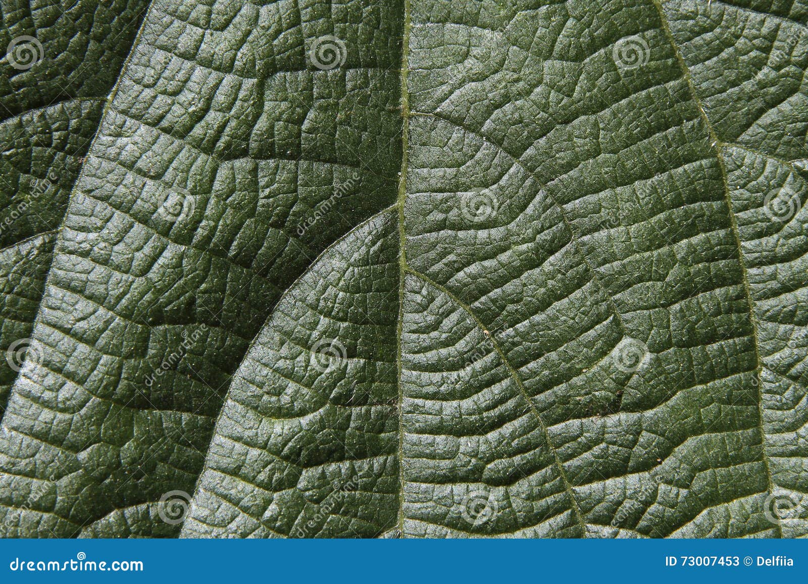 Green leaf surface. stock image. Image of surface, color - 73007453