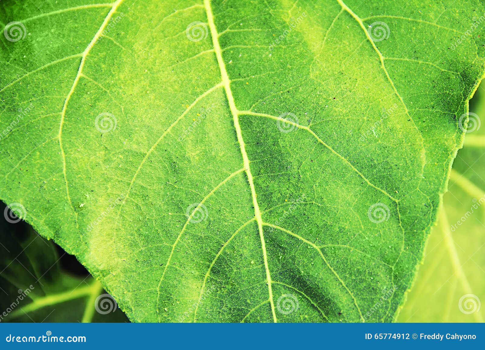 Green leaf surface stock photo. Image of bright, foliage - 65774912