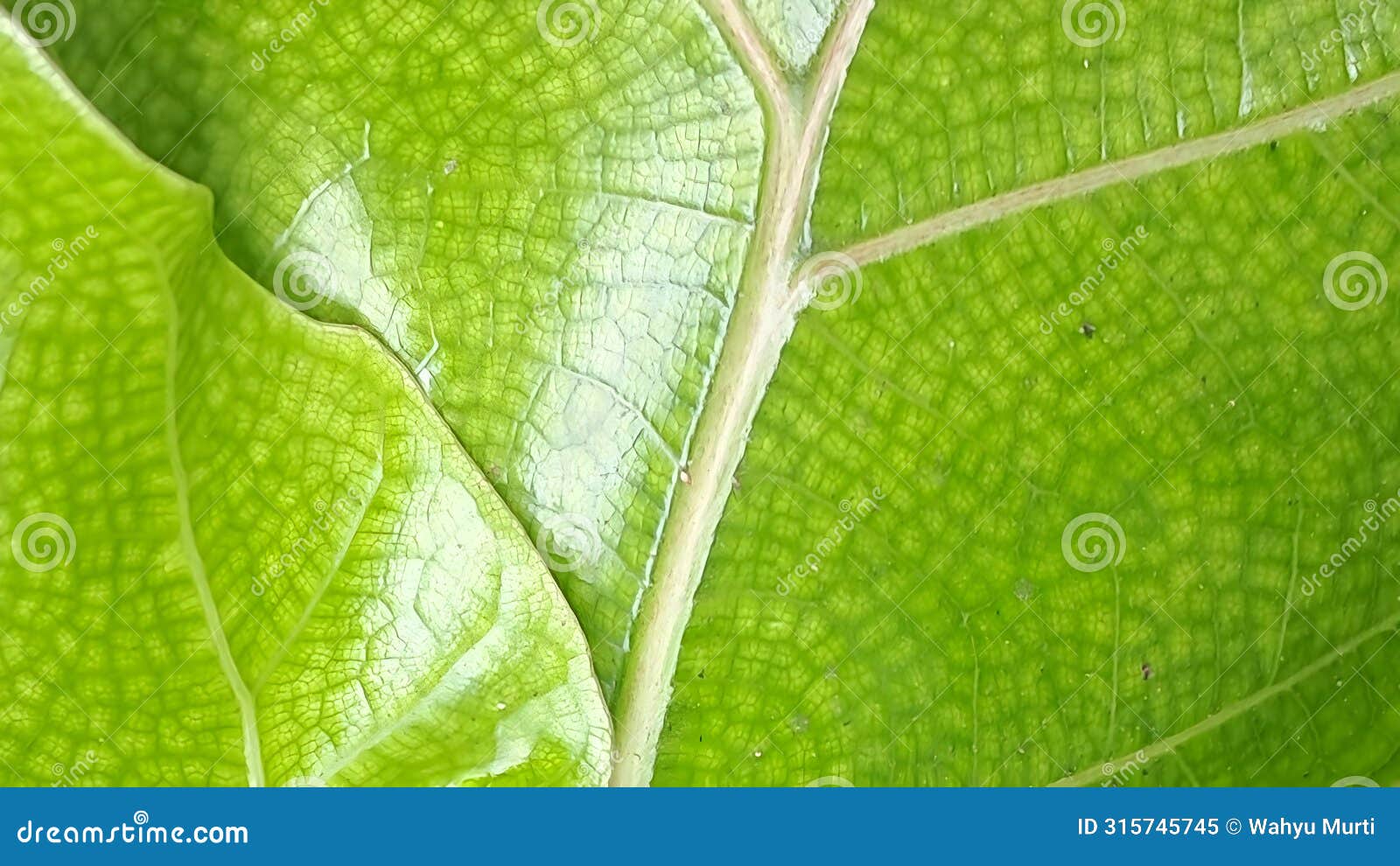Green Leaf Surface Texture, Leaf Surface Background Stock Image - Image ...