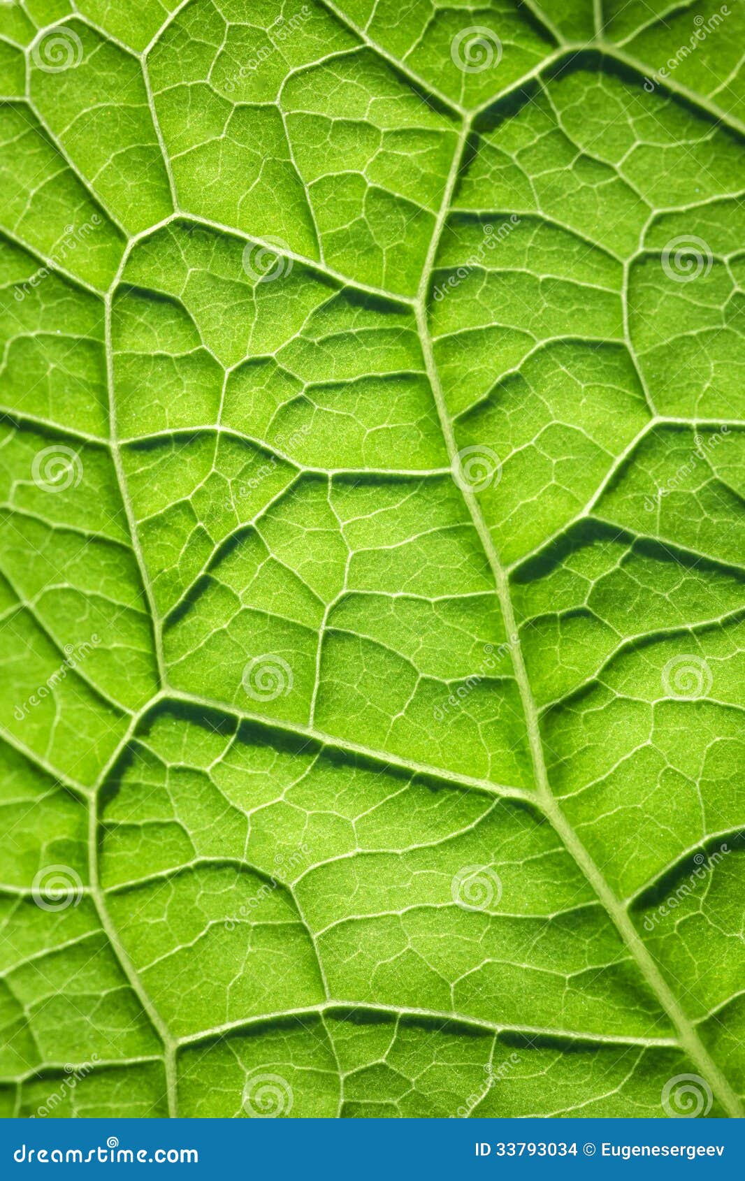 Green Leaf Surface Texture Stock Images - Image: 33793034
