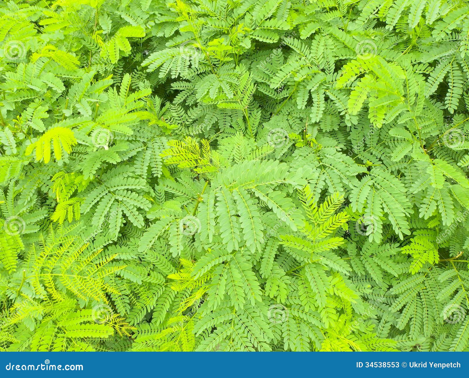 Green leaf,Tamarind,Tree, stock image. Image of fresh - 34538553