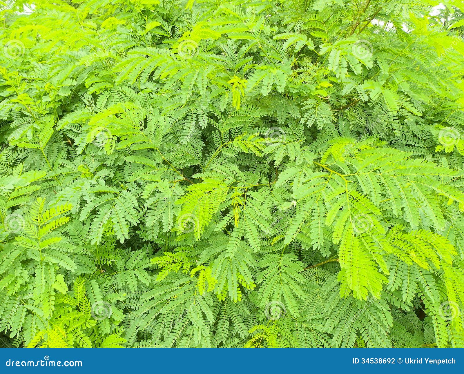 Tamarind Tree (Tamarindus Indica) Royalty-Free Stock Image ...
