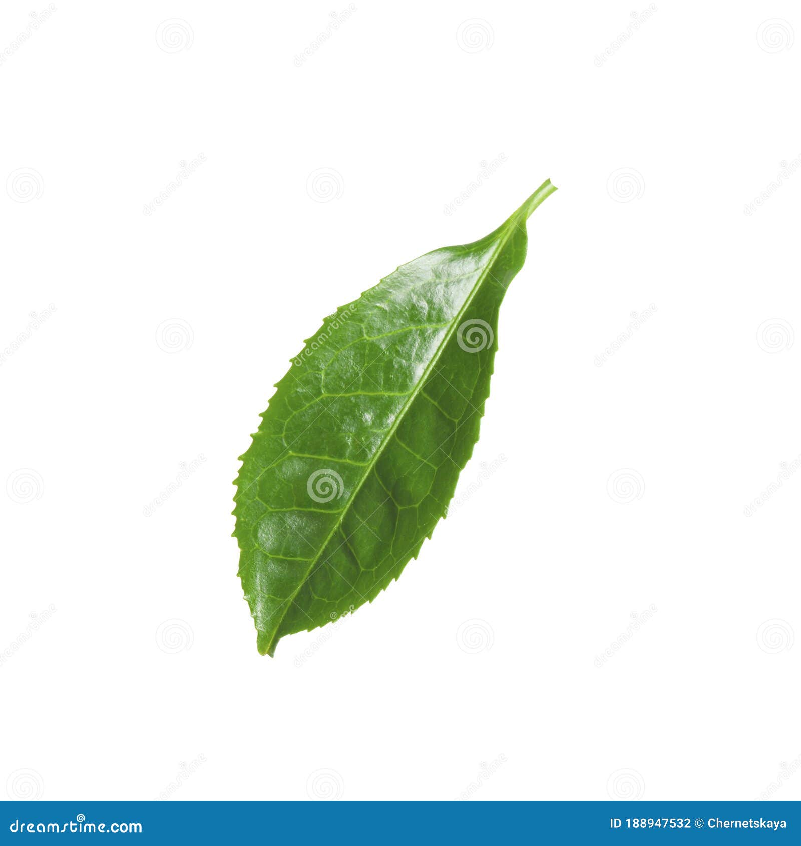 Green Leaf of Tea Plant Isolated Stock Photo - Image of antioxidant ...