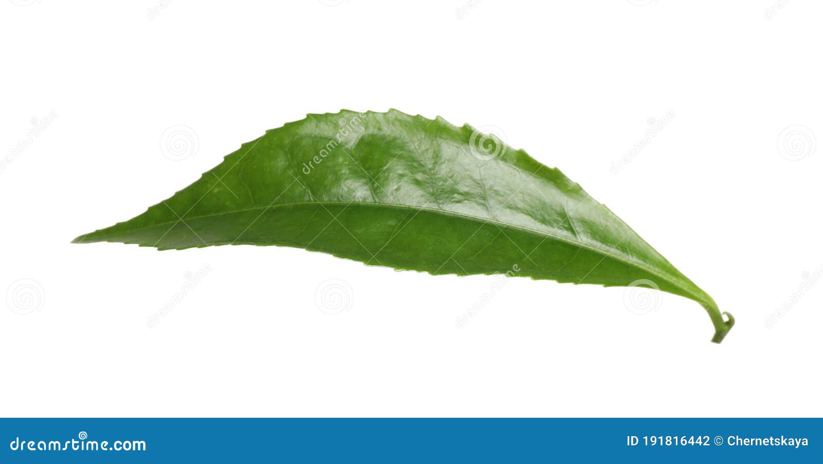 Green Leaf of Tea Plant Isolated Stock Photo - Image of plantation ...