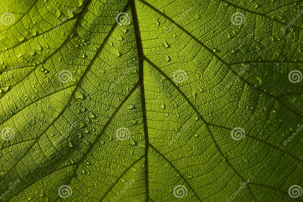 Green leaf teak stock image. Image of environment, backgrounds - 90173453