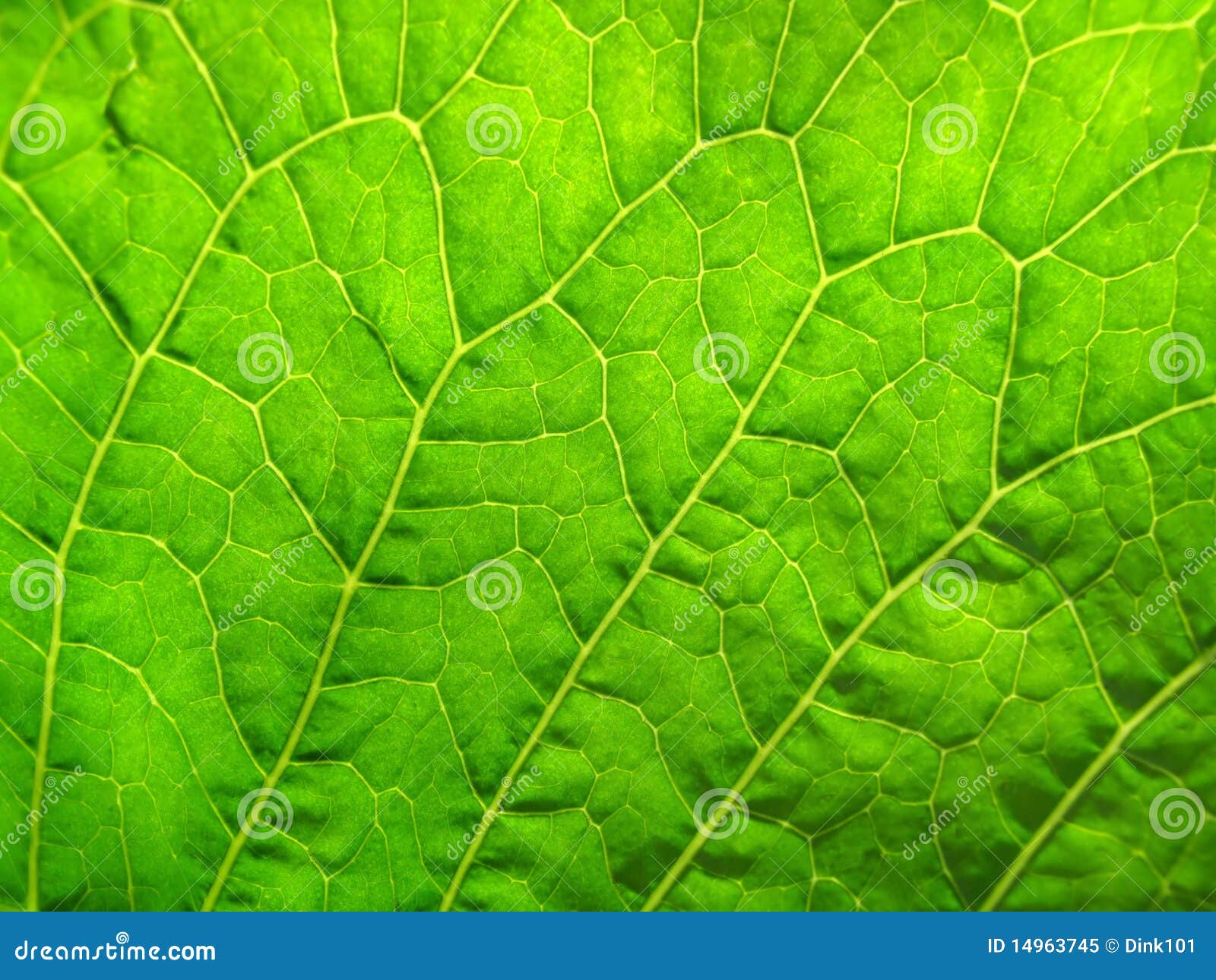 Green leaf texture stock image. Image of close, beauty - 14963745
