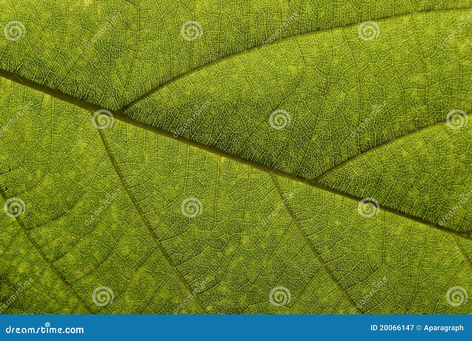 Green leaf texture stock image. Image of green, botany - 20066147