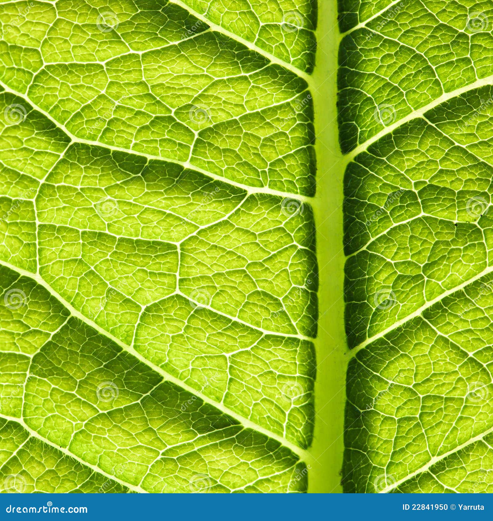 Green leaf texture stock photo. Image of plant, copyspace - 22841950