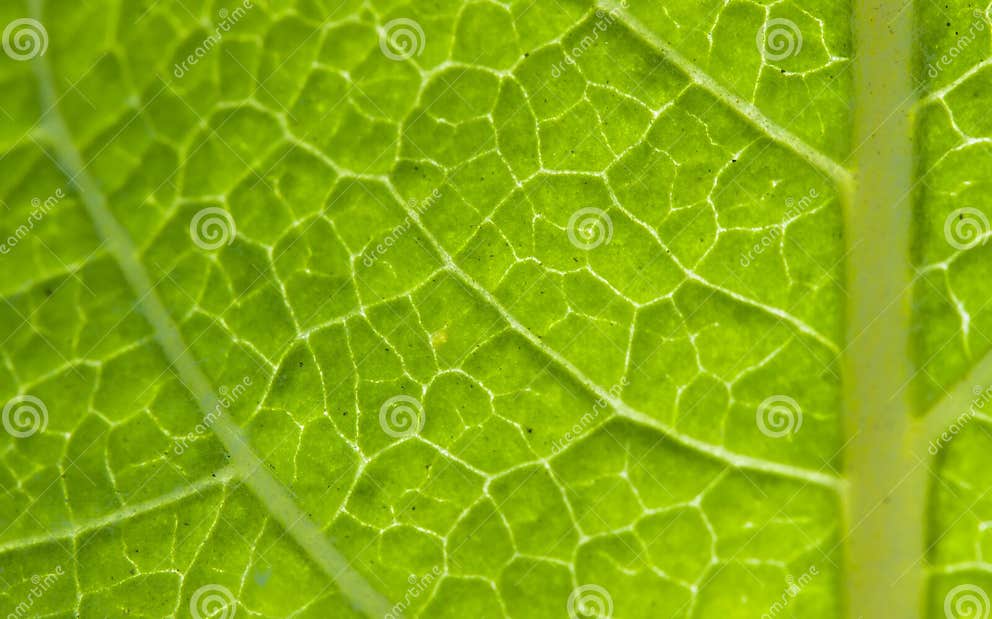 Green Leaf Texture stock image. Image of life, abstract - 25871227