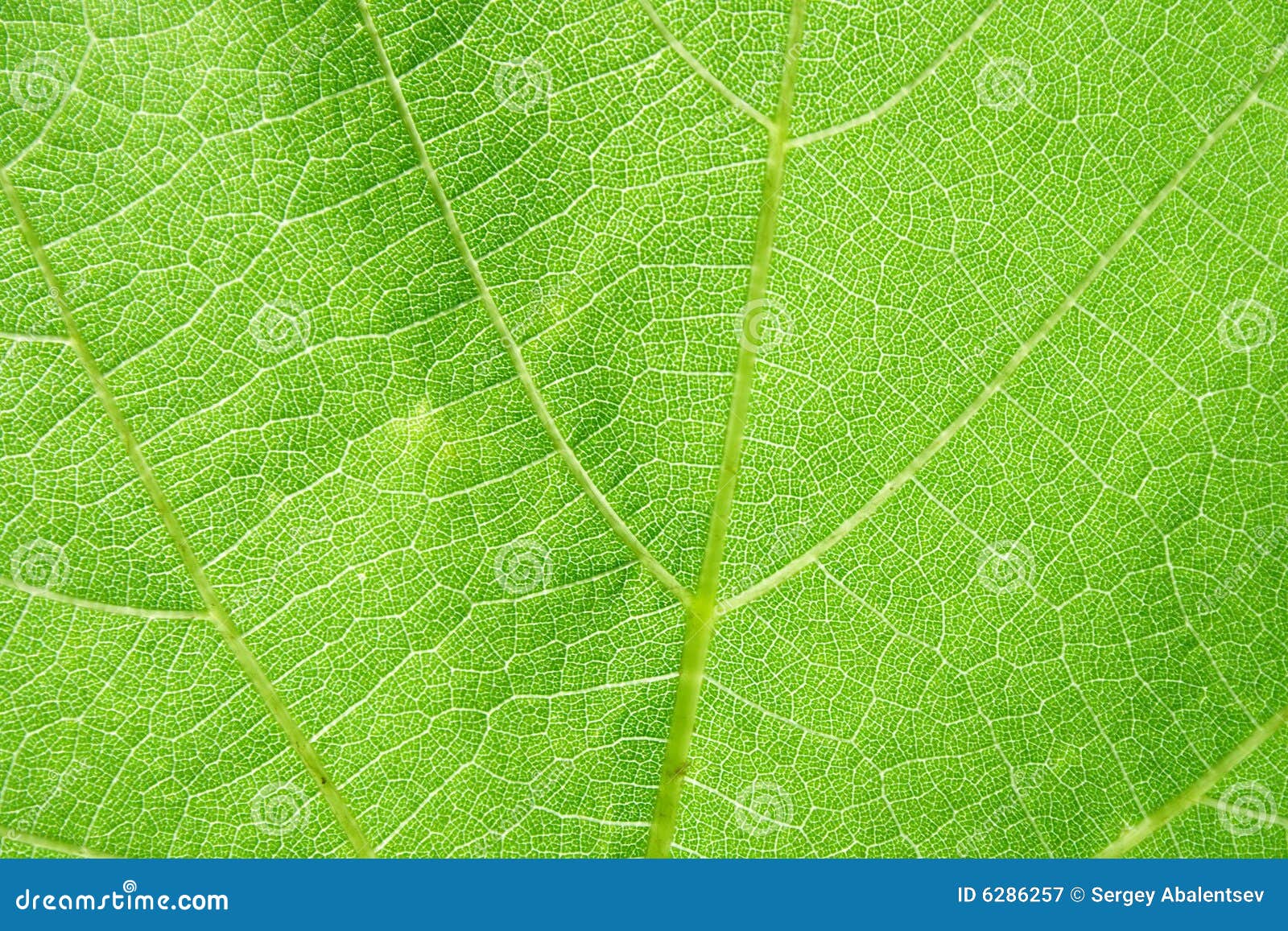 Leaf Texture Stock Photography | CartoonDealer.com #8566022