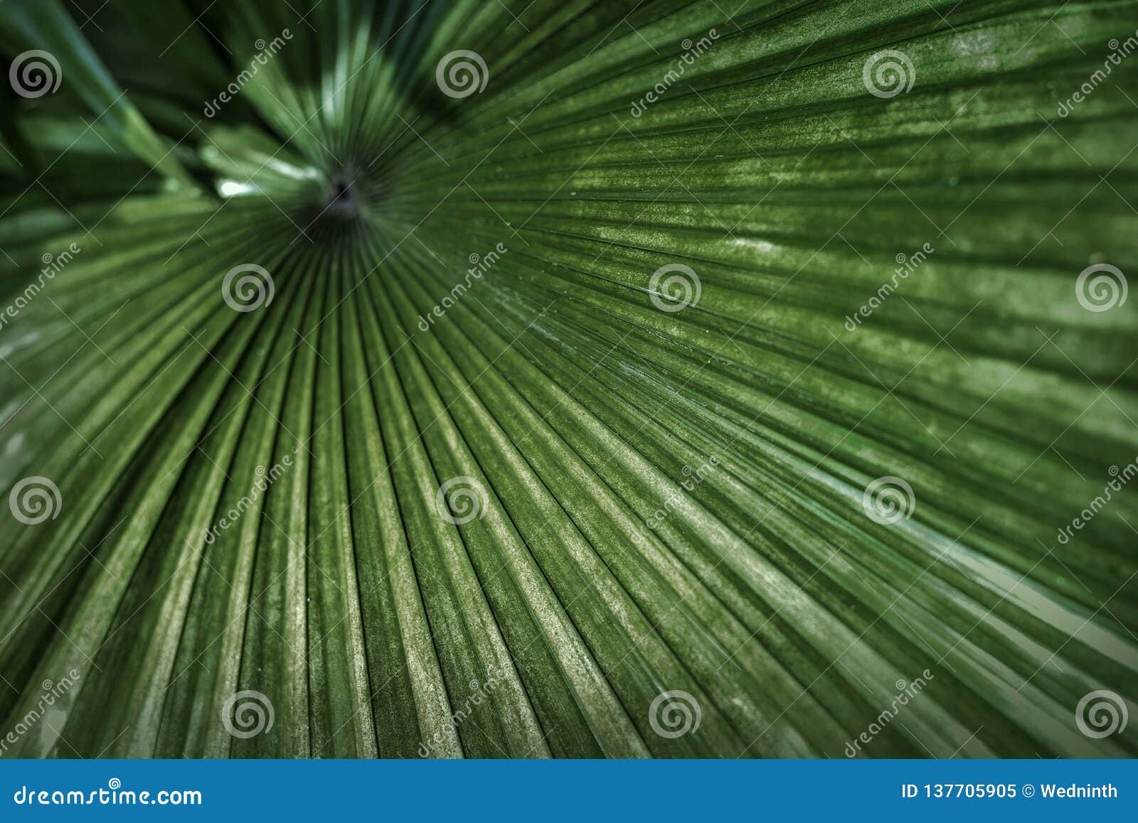 Green Leaf Texture. Leaf Texture Background Stock Image - Image of ...