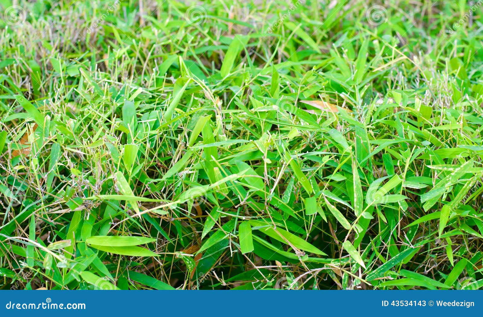 Green Leaf Texture Background Stock Image - Image of healthy, growth ...
