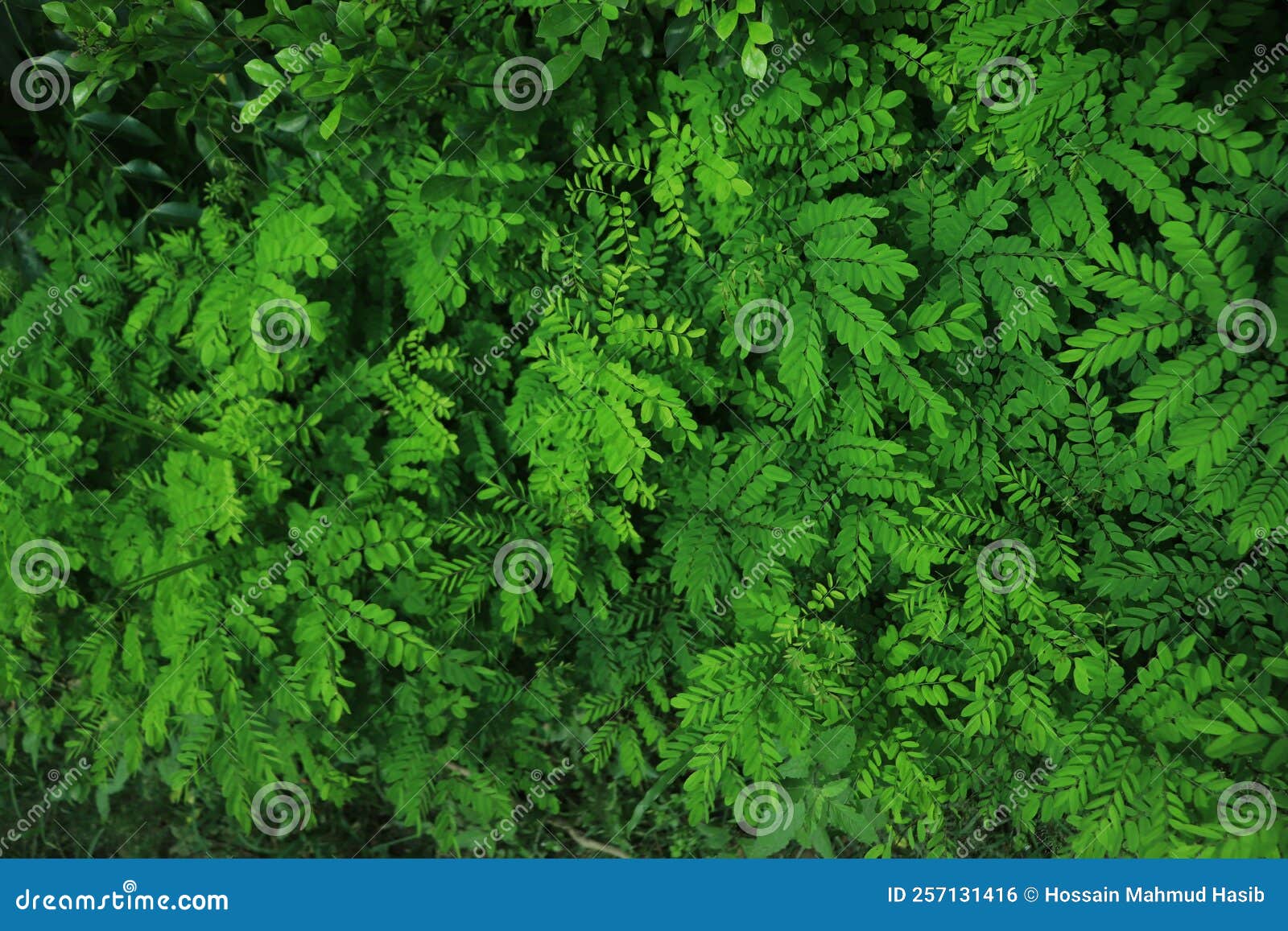Green Leaf Texture Background Stock Photo - Image of bright, organic ...