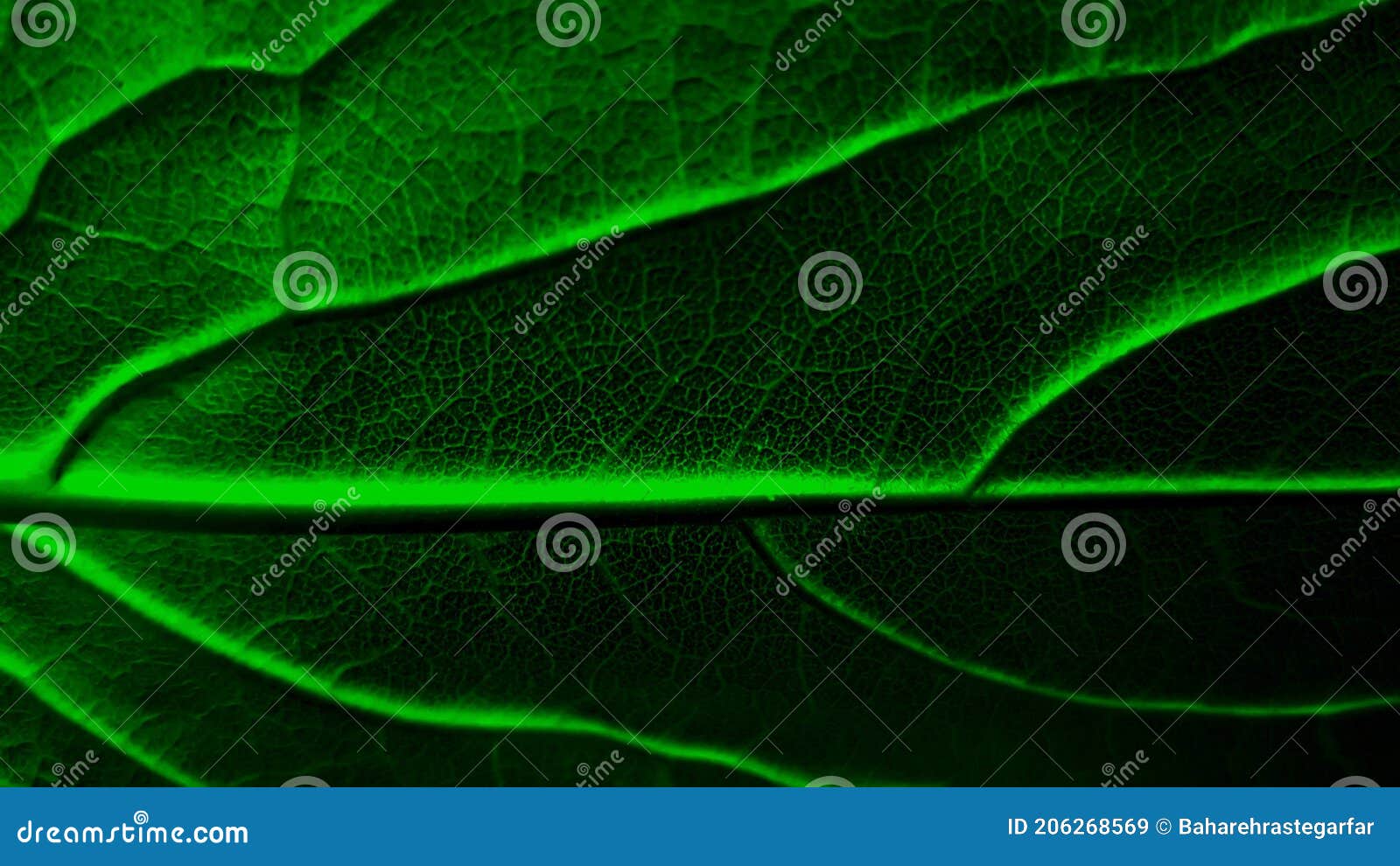 Green Leaf Texture Background. Stock Image - Image of line, wallpapers ...