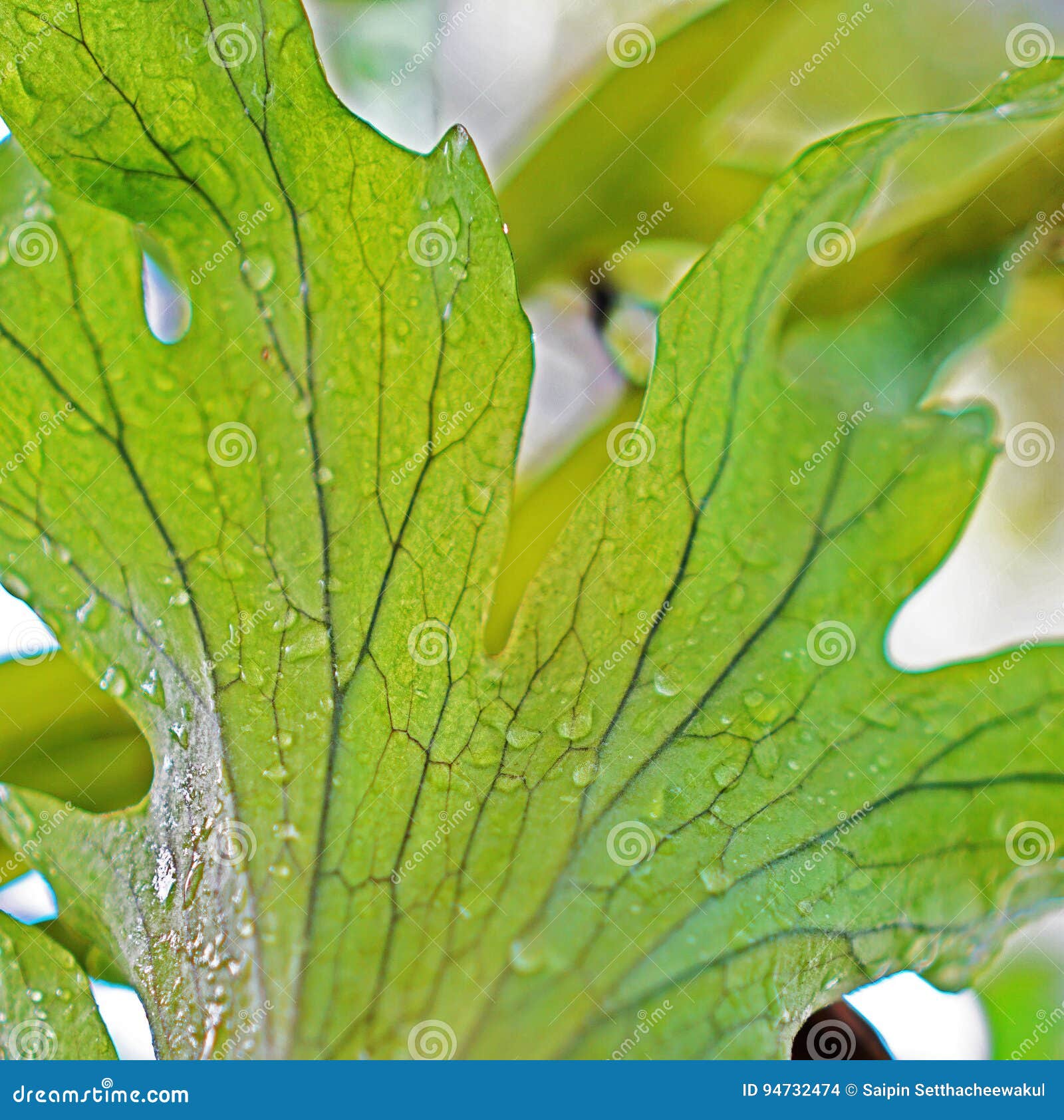 Green Leaf Texture Background, Venation Pattern Stock Photo - Image of ...