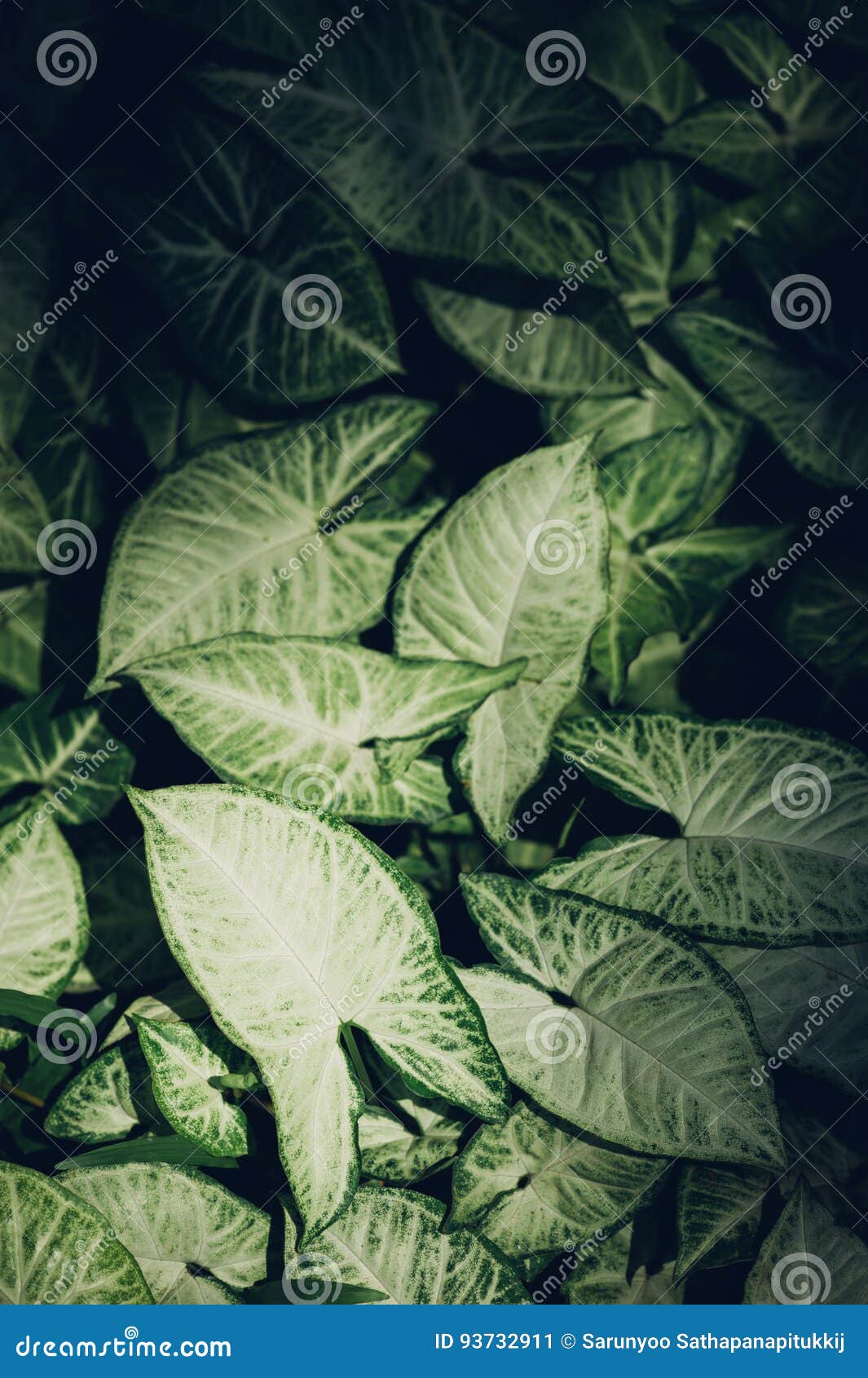 Green Leaf Texture. Leaf Texture Background in Vintage Style. Stock ...