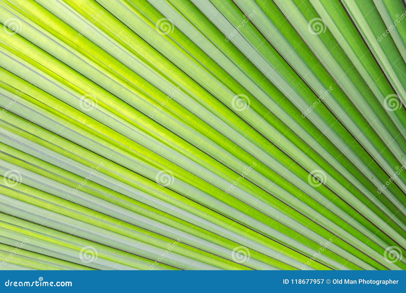Green Leaf Texture Background for Website Template, Spring Beauty ...