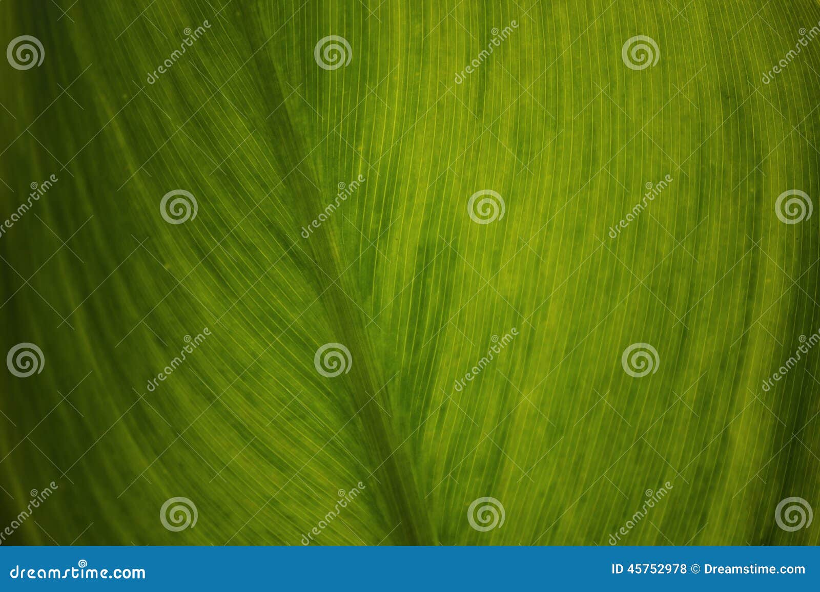 Green leaf texture stock photo. Image of freshness, nature - 45752978