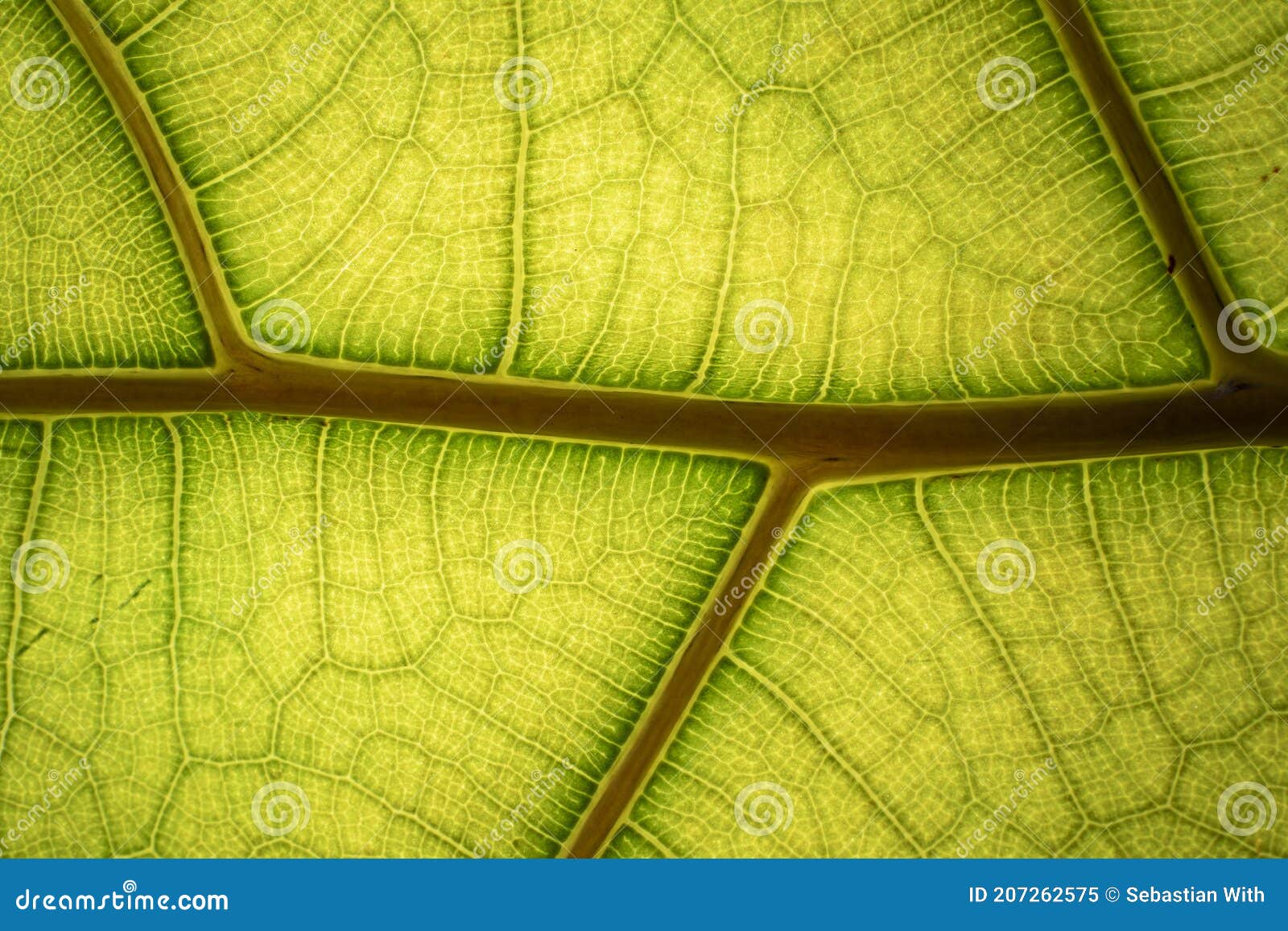Green Leaf Texture and Backlit Structure Chlorophyll Background. Stock ...