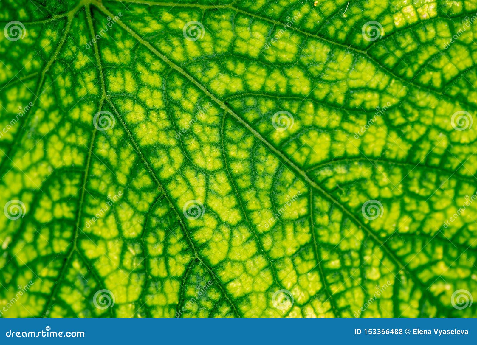 Green Leaf Texture. Close Up Stock Photo - Image of botany, cell: 153366488