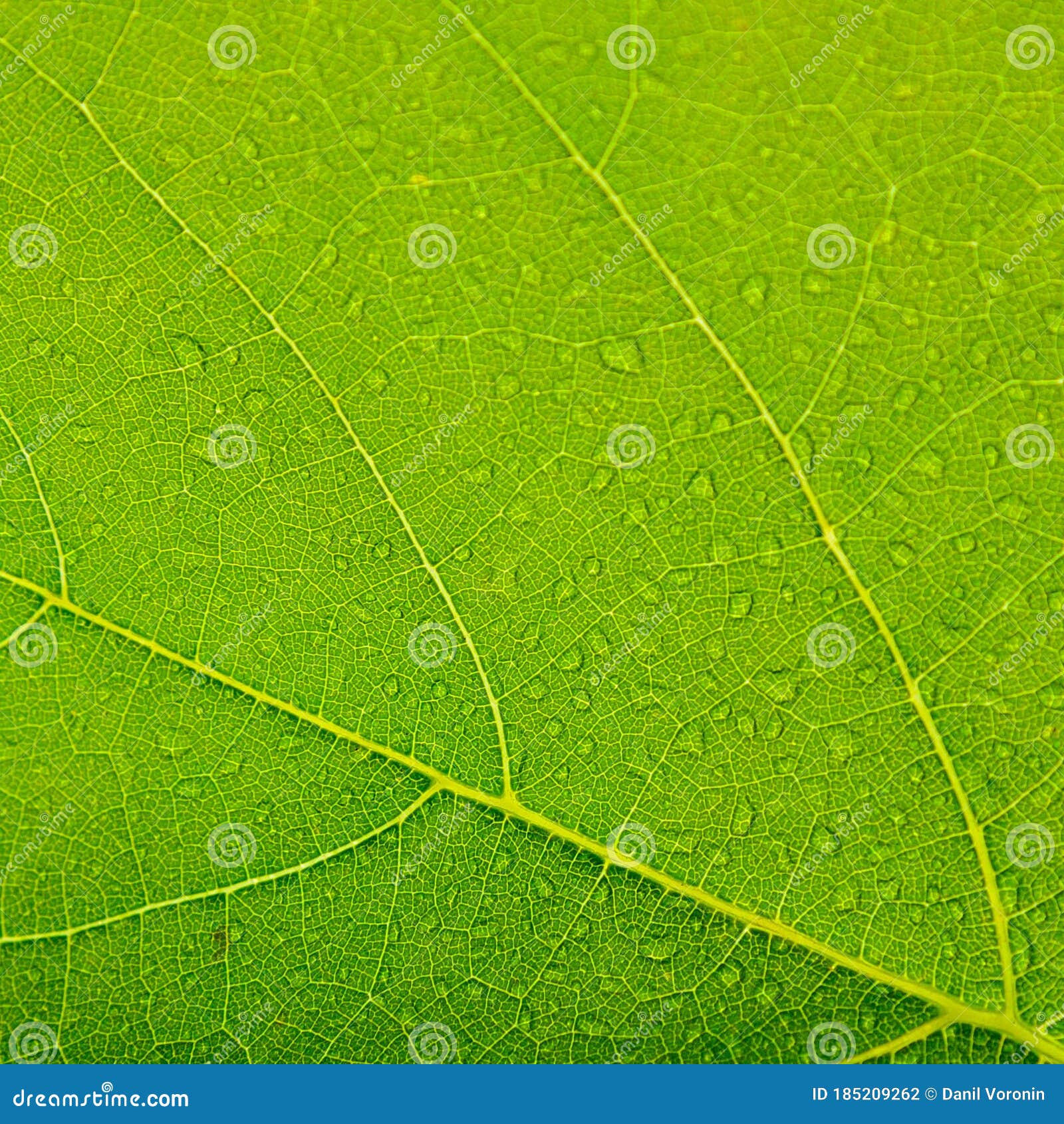 Green Leaf Texture Close-up, Filled Square Background Stock Photo ...