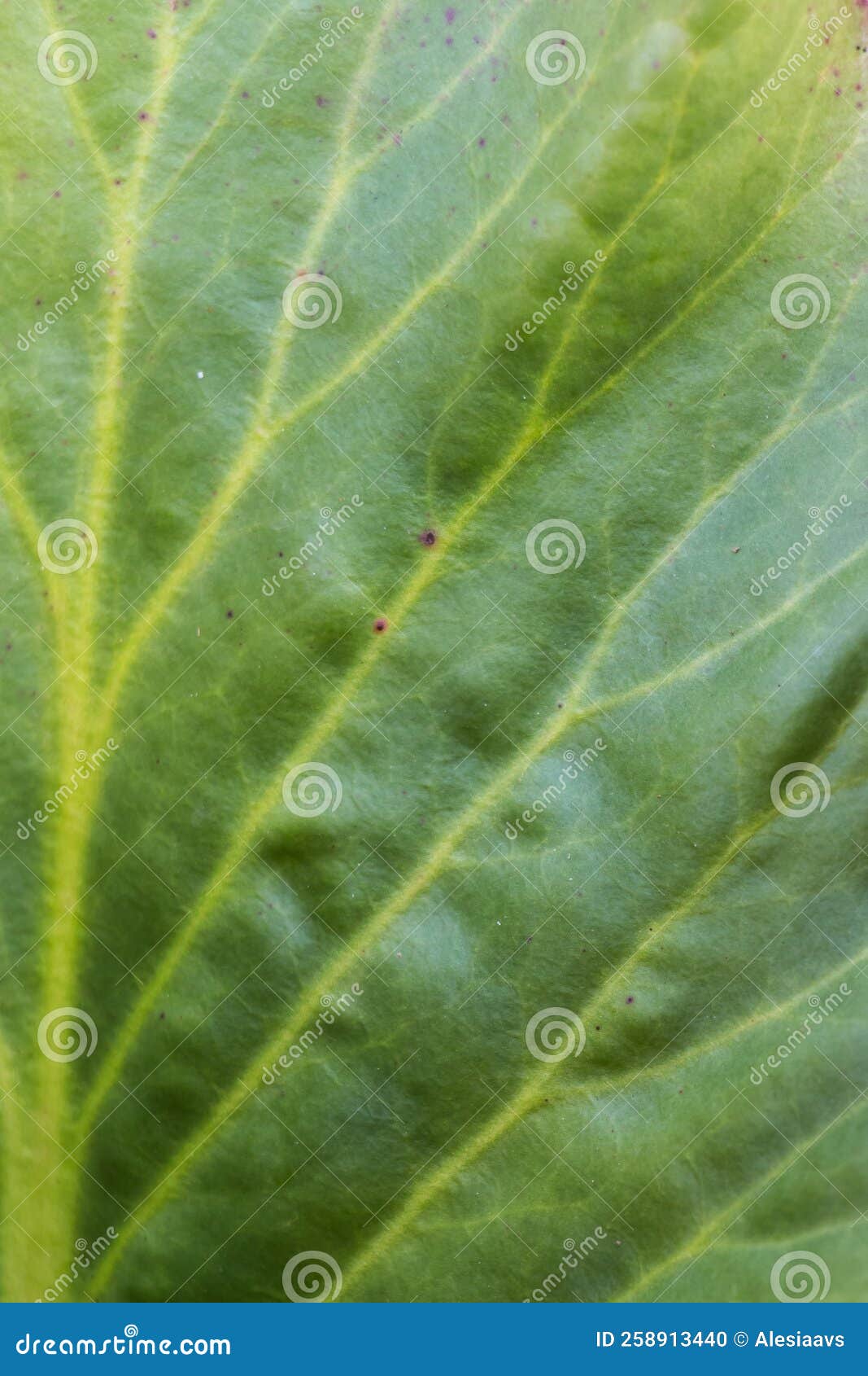 Green Leaf Texture Close Up. Natural Plant Background Stock Photo ...
