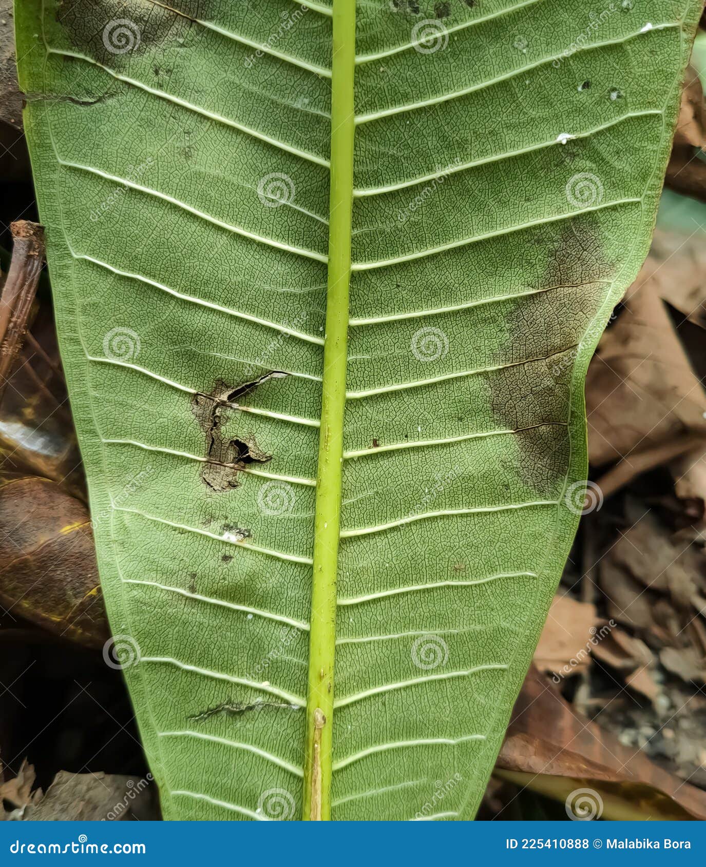 Leaf Texture and Design Against Natural Background Stock Photo - Image ...